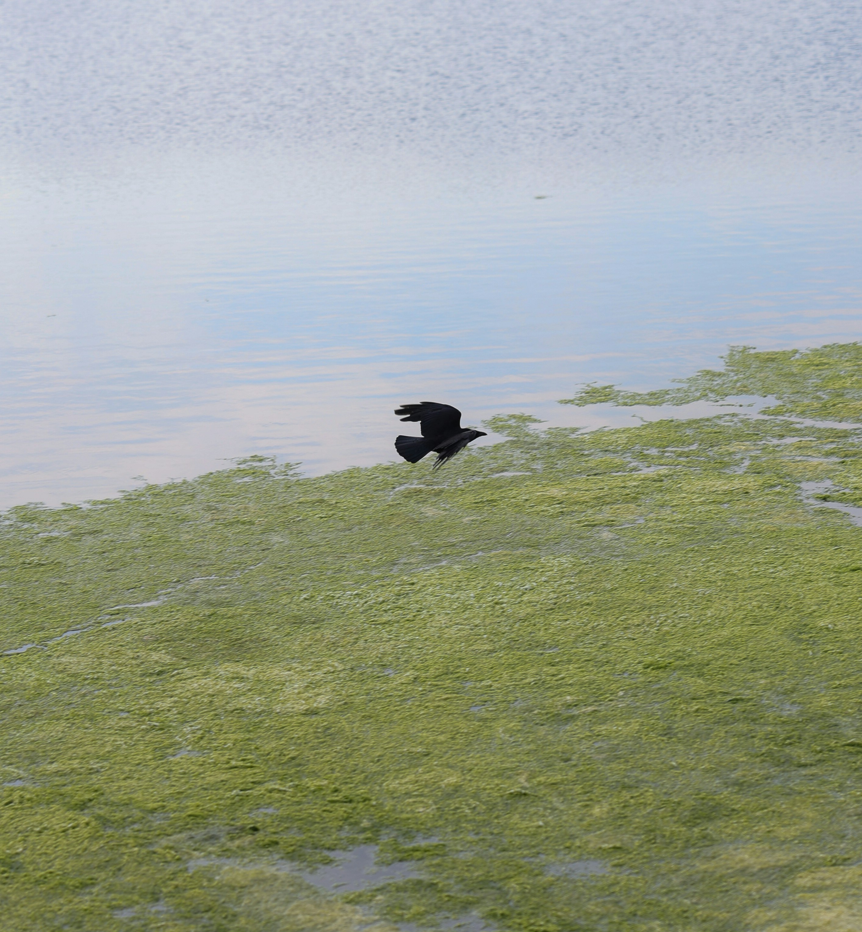 Wingbeat Over a Mossy Shore