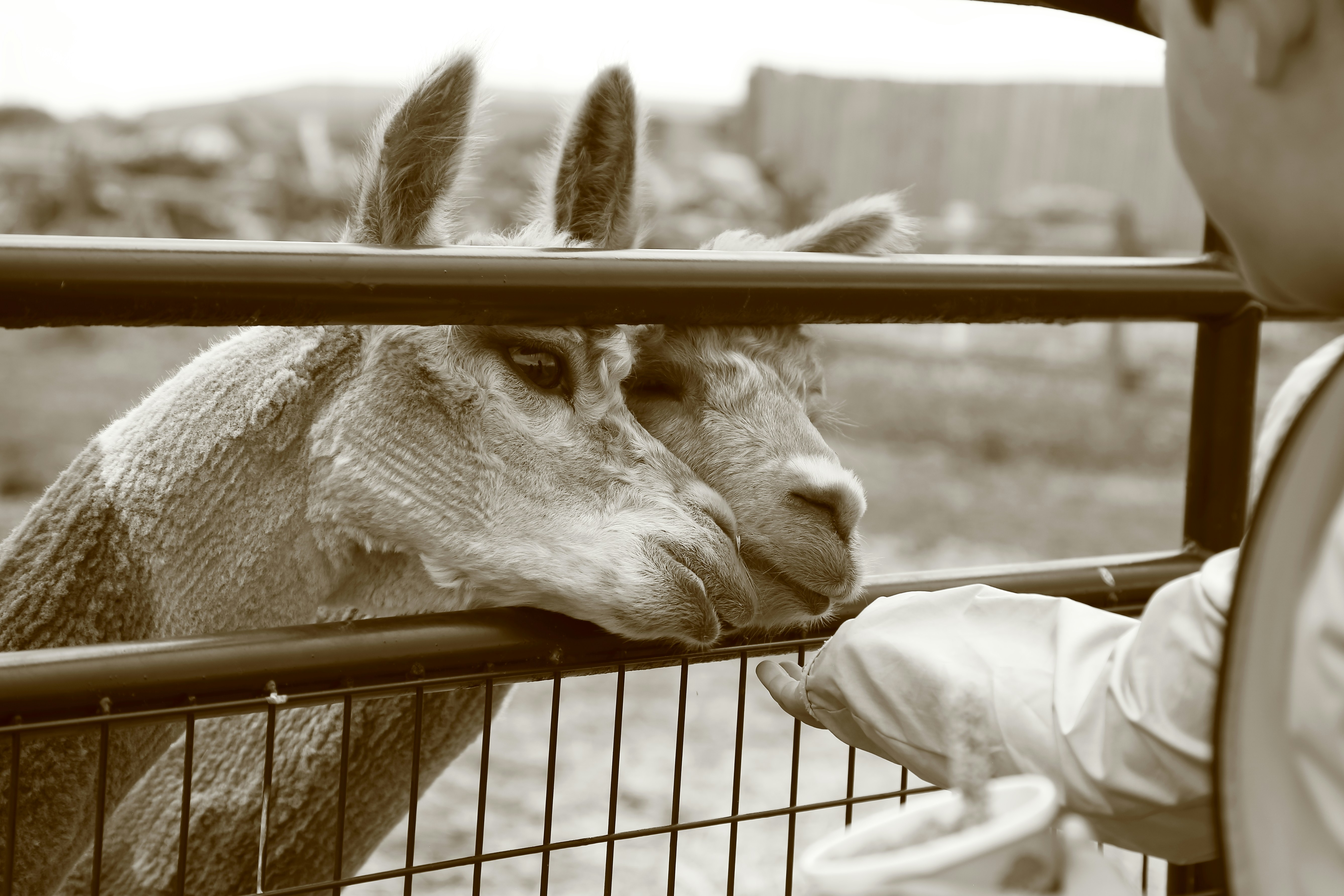 Whispers Through the Fence: A Tender Moment with the Donkeys