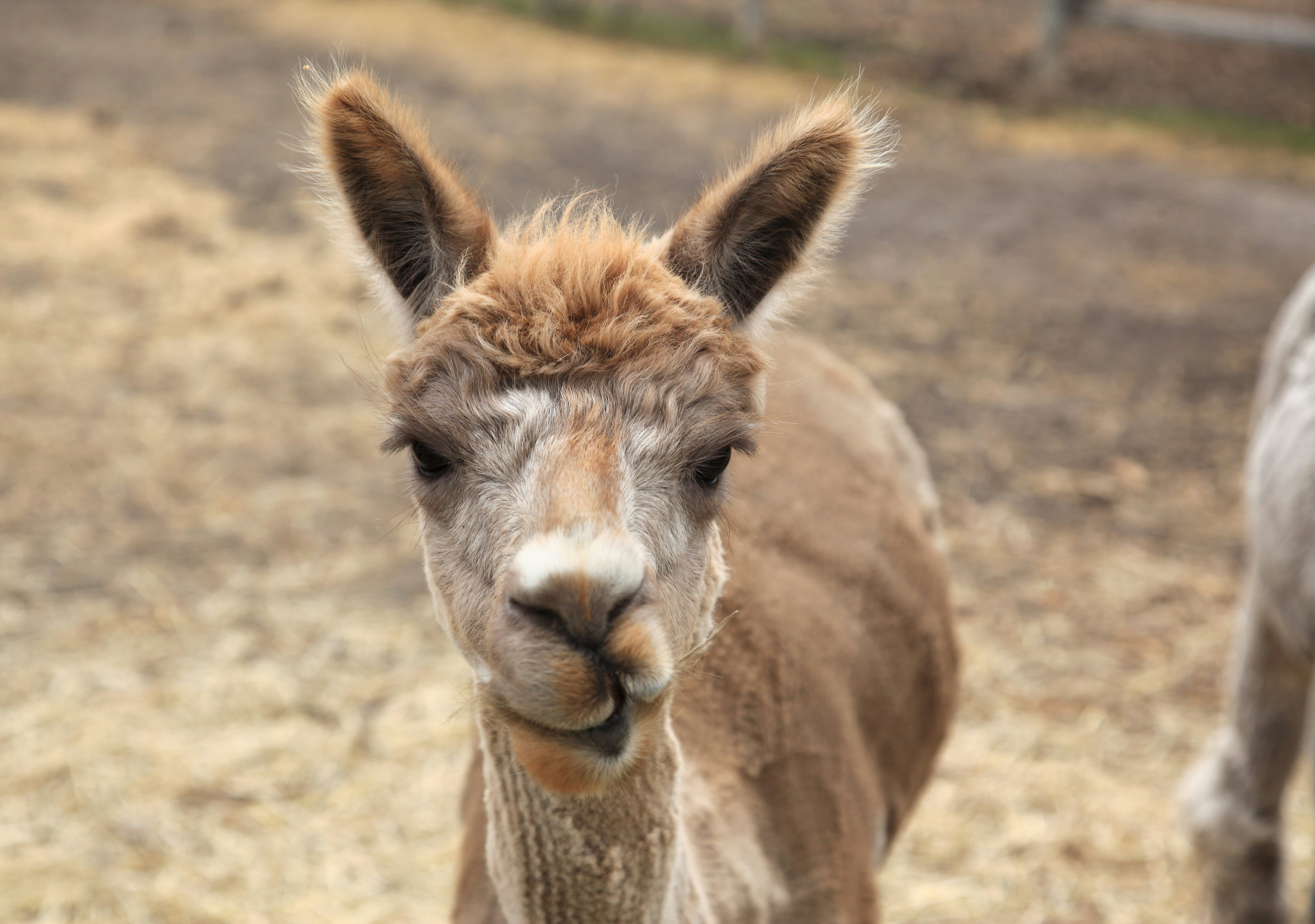 Curious Llama at Close Range