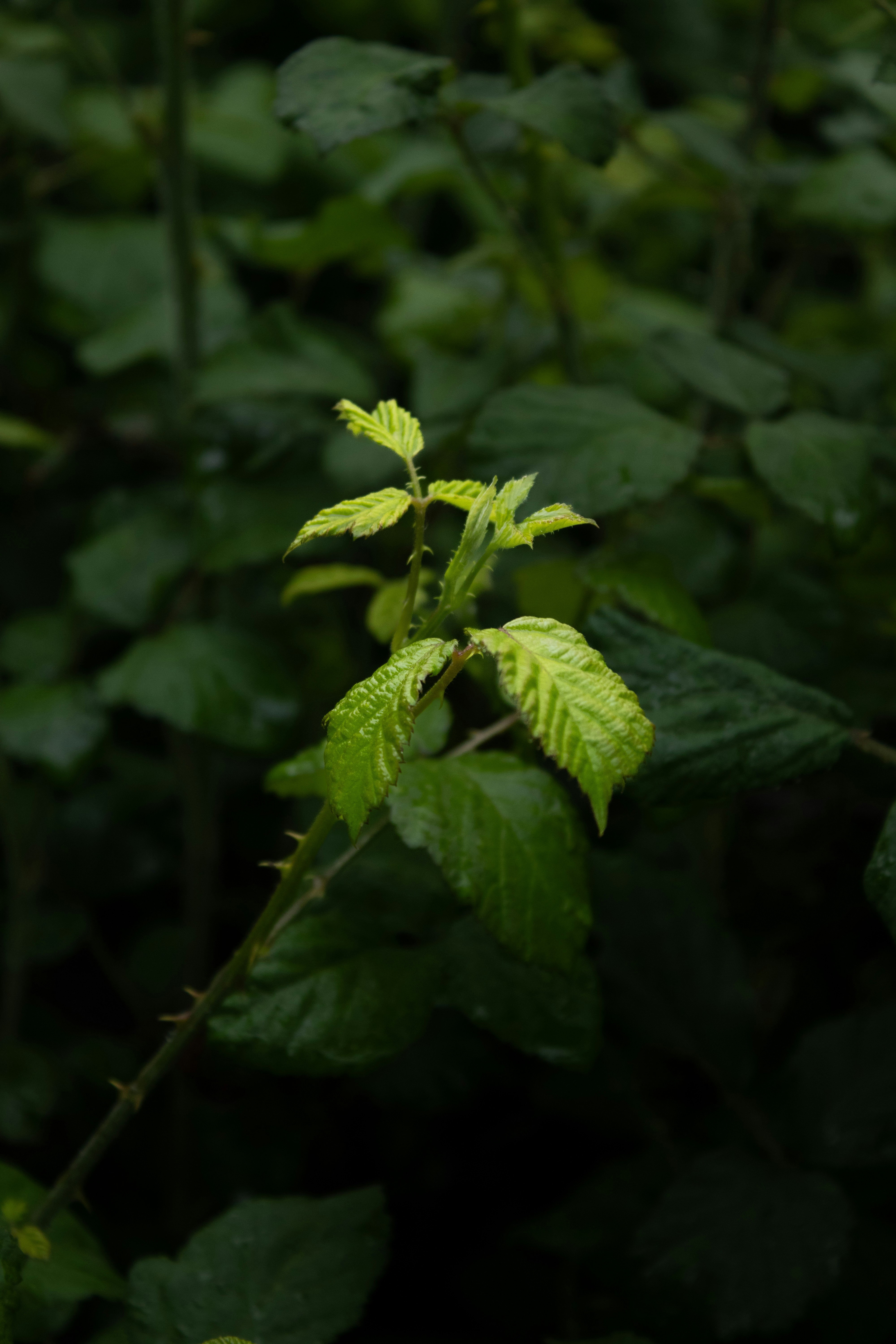 Emergent Light on Fresh Green Shoot in a Shadowed Understory