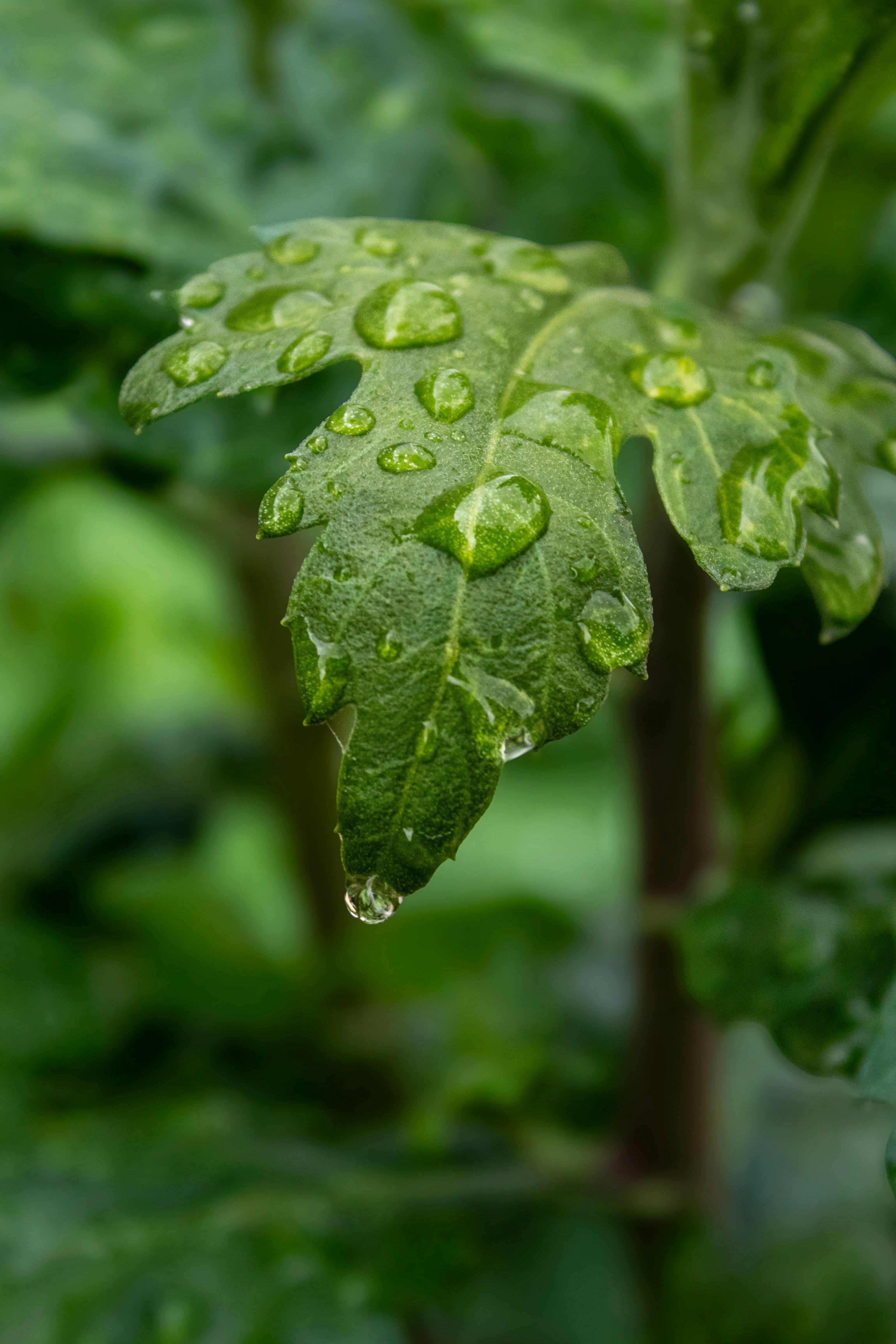 Dew-kissed Maple Leaf Primed for Rain