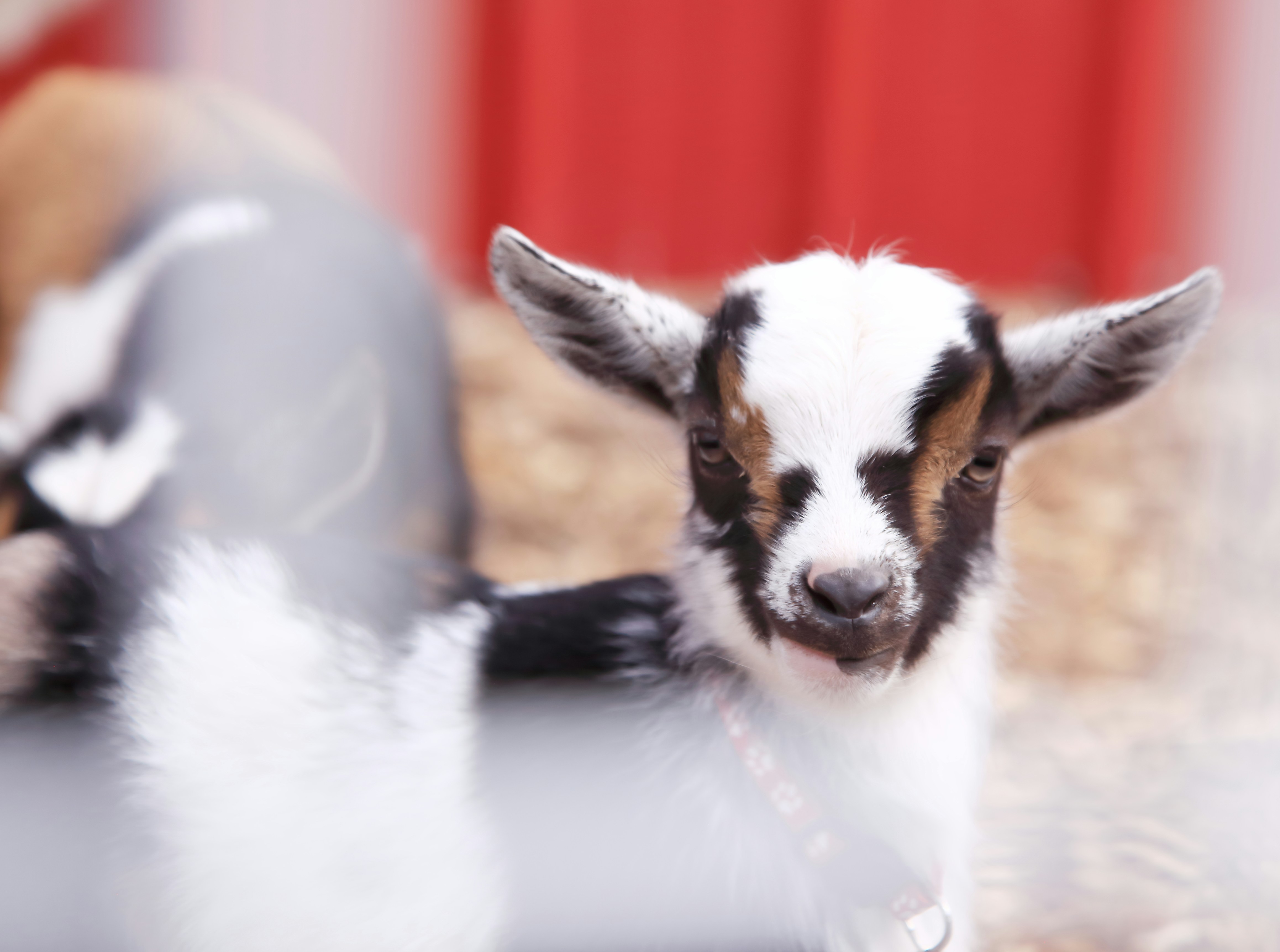Curious Kid: A Baby Goat’s Quiet Gaze at the Farm Fence