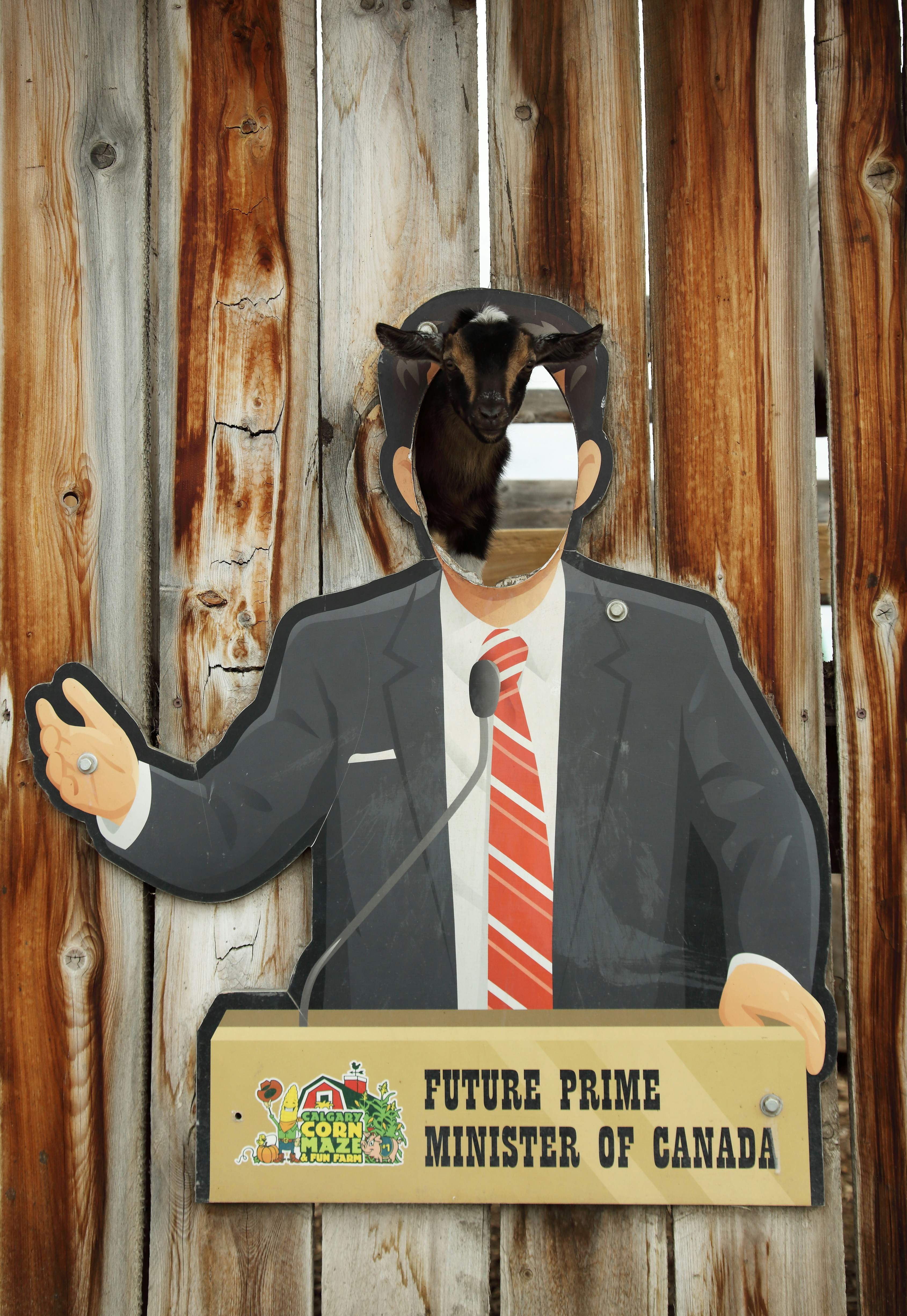 Goat at the Podium: A Political Parody in Wood Panel Silence