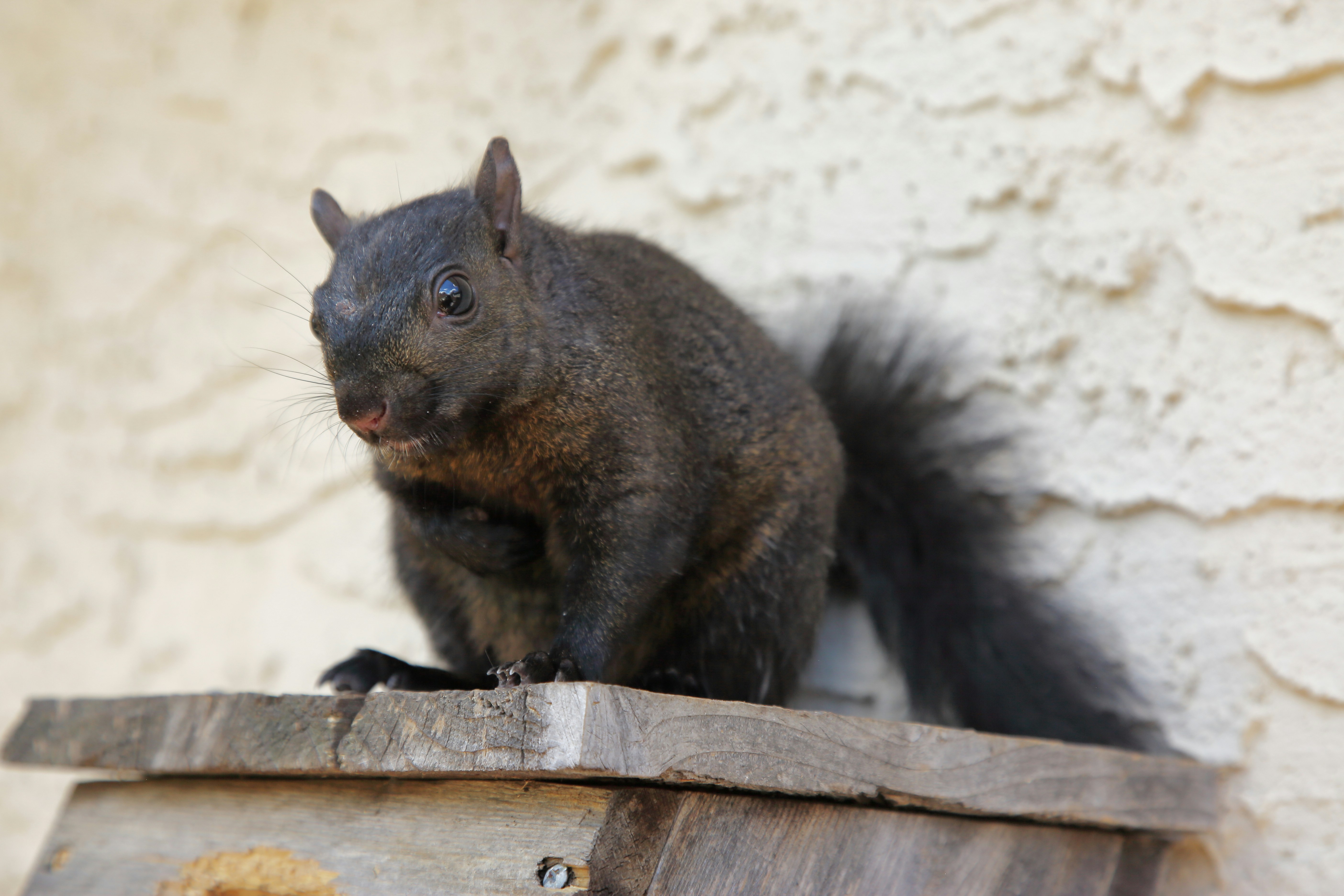 Nocturnal Nut Gatherer: Squirrel on a Weathered Platform