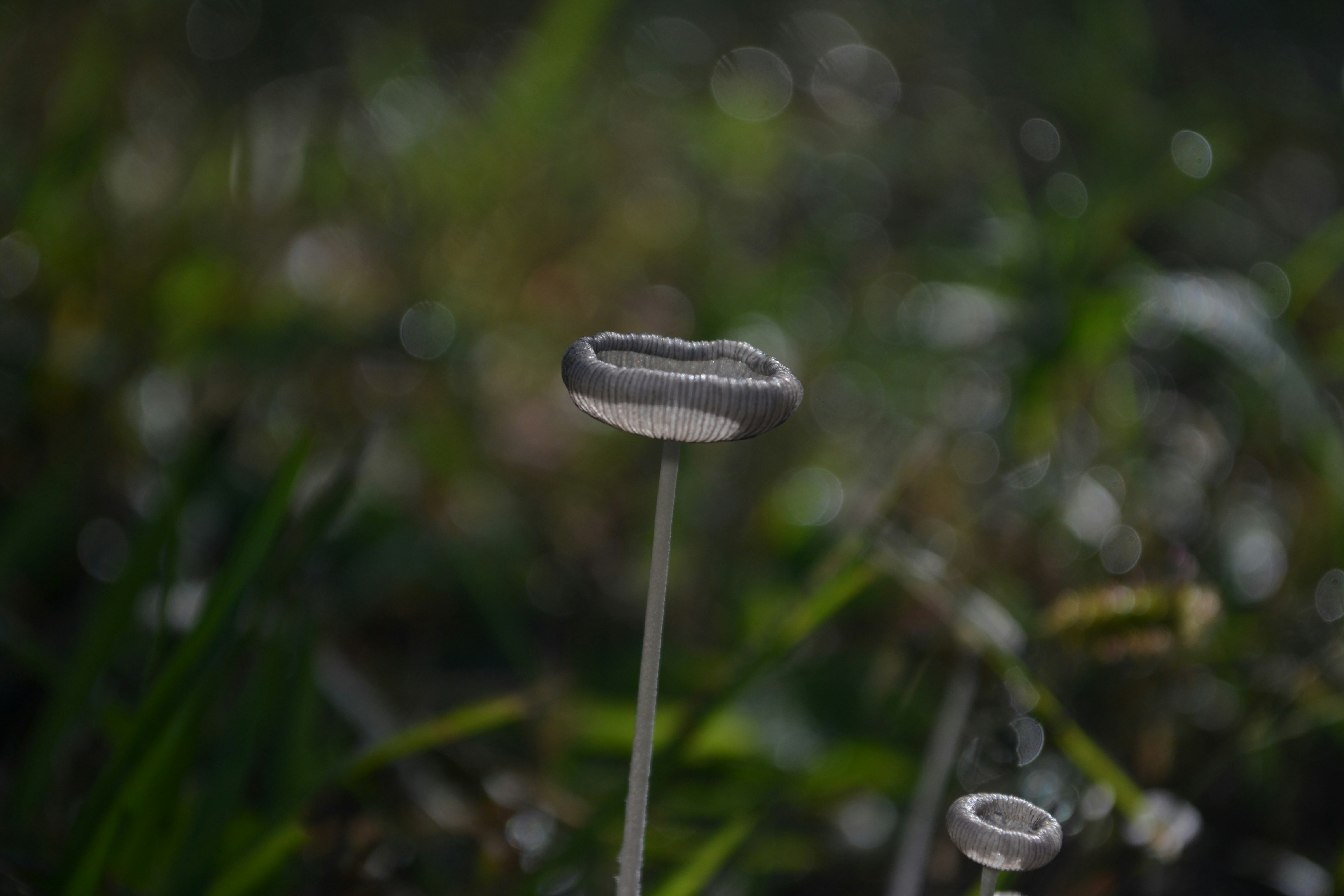 Delicate Mushroom Umbrella at Dusk in a Quiet Meadow