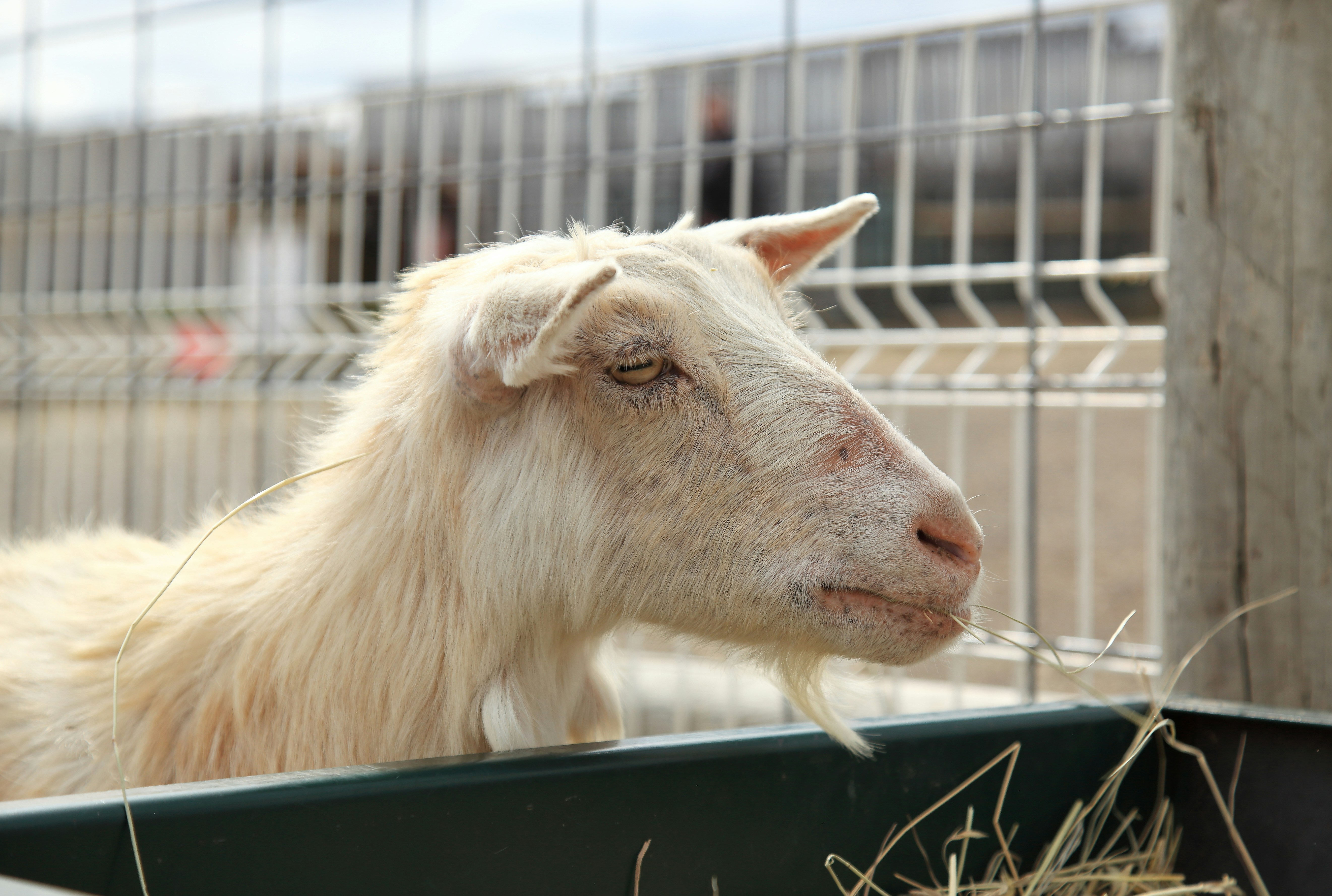 Curious Goat at Hearty Farmyard Gate