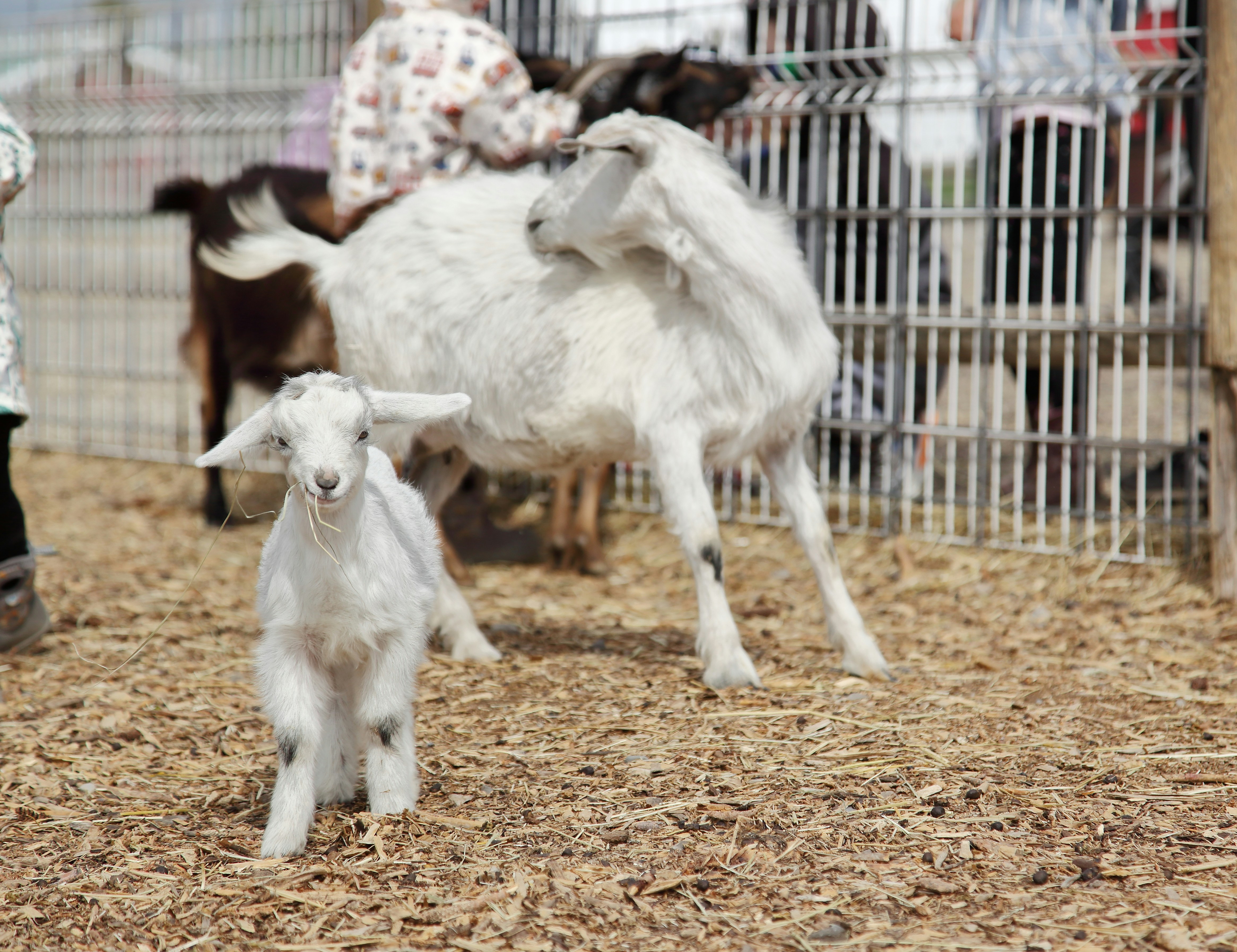 Nanny and Kid in a Dusty Farmyard Parade