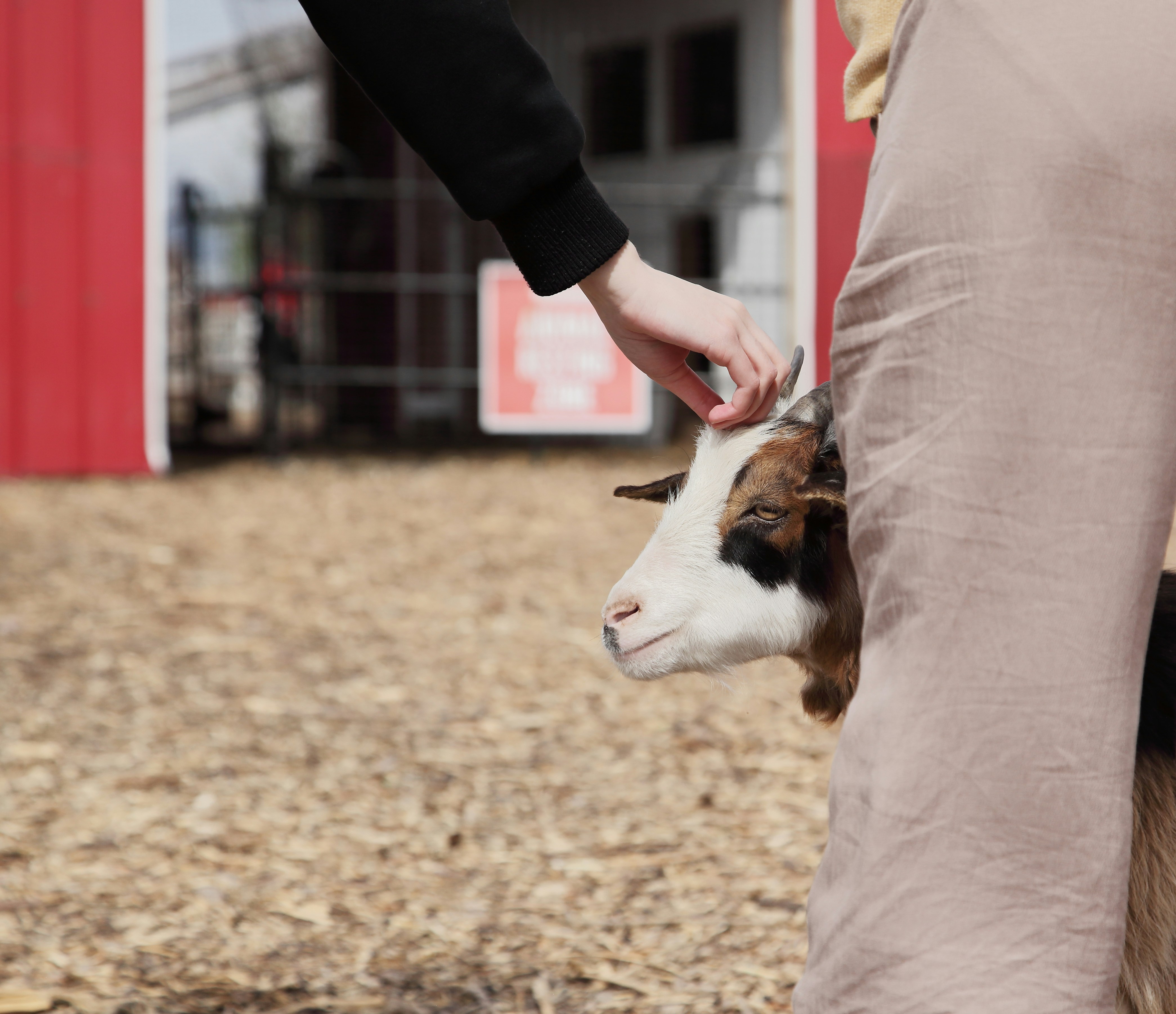Gentle Pat on the Goat: A Moment at the Farm