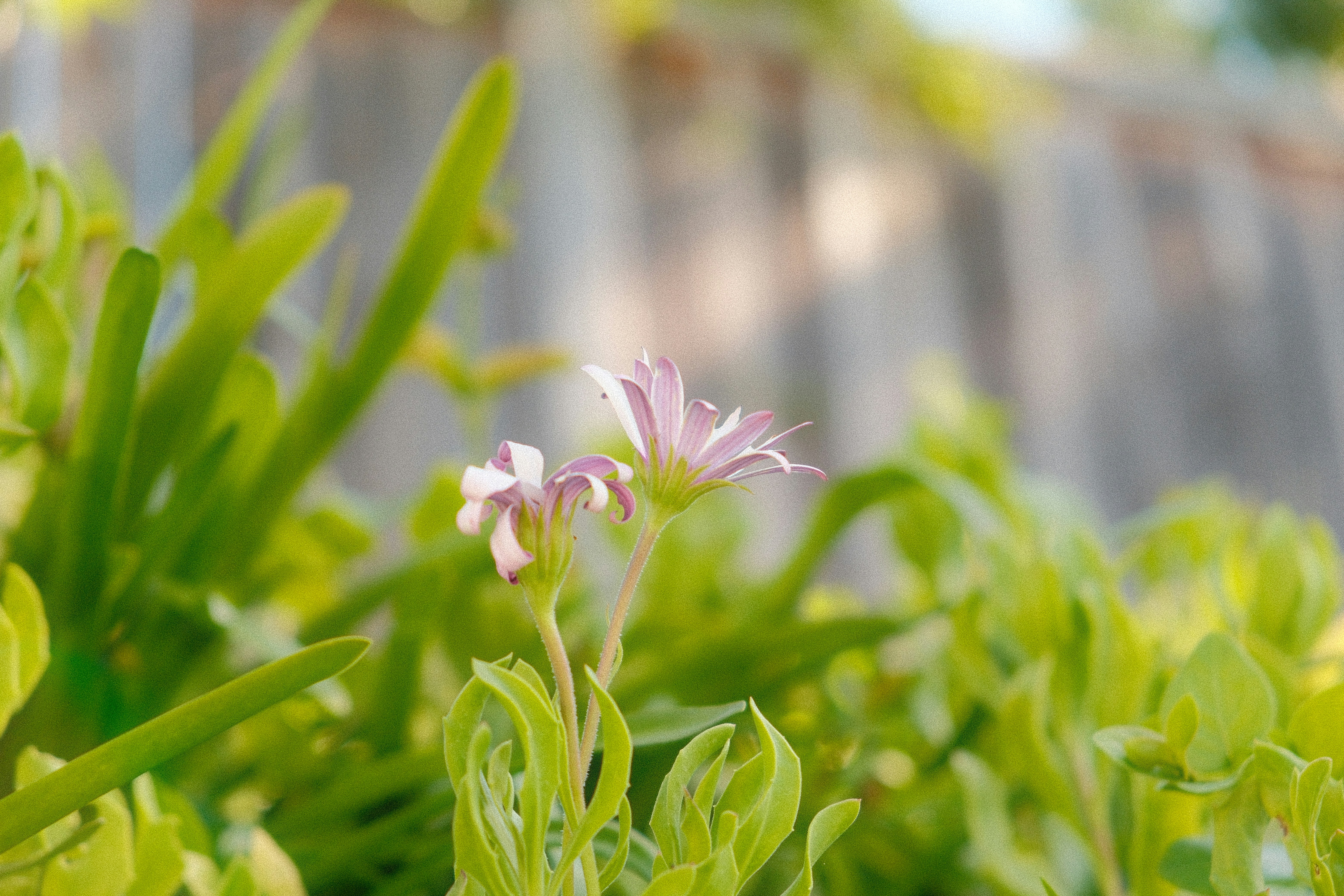 Pink Dainty Bloom Amid Greenings