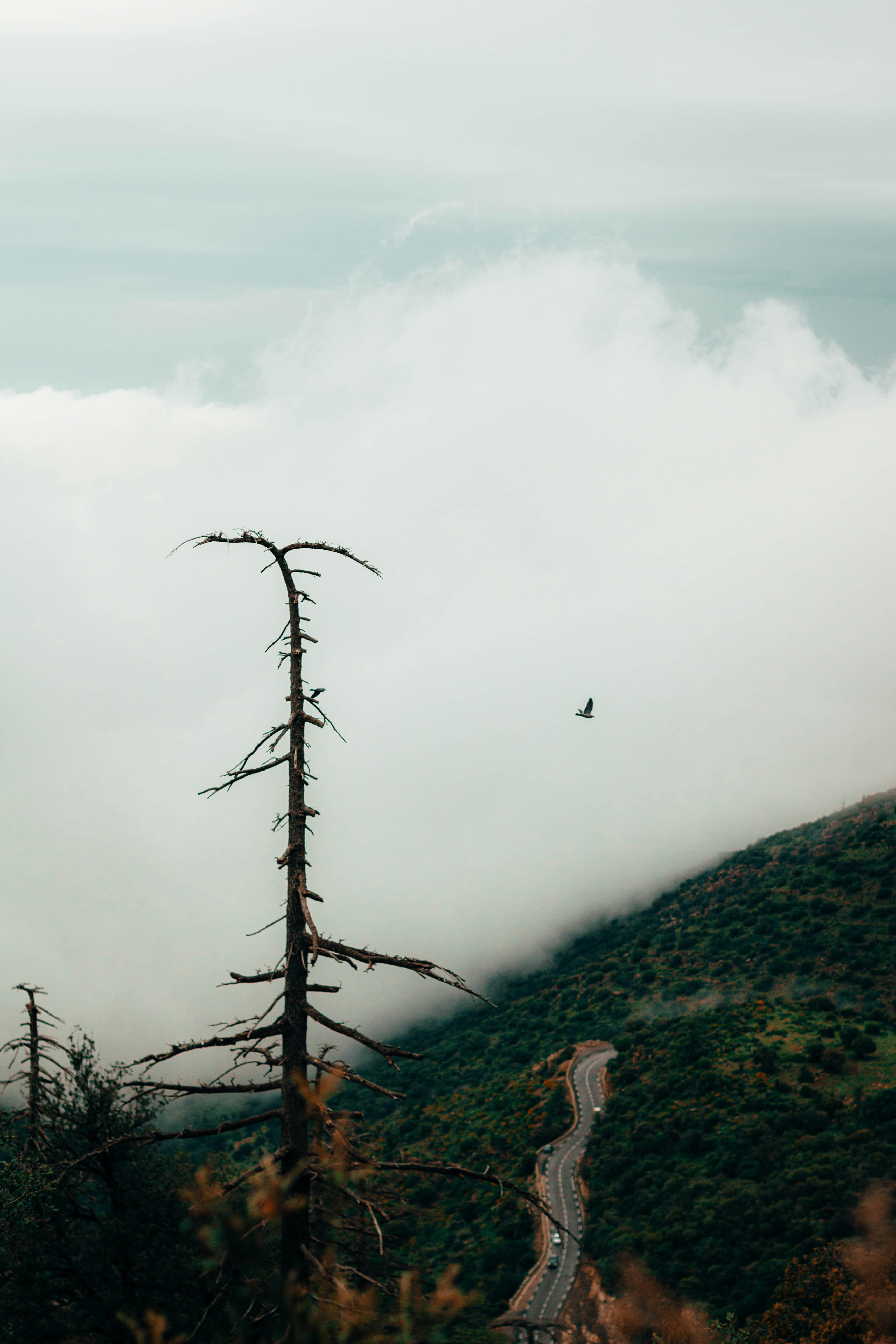 Highway Through the Mist: A Lone Tree and a Serpentine Road