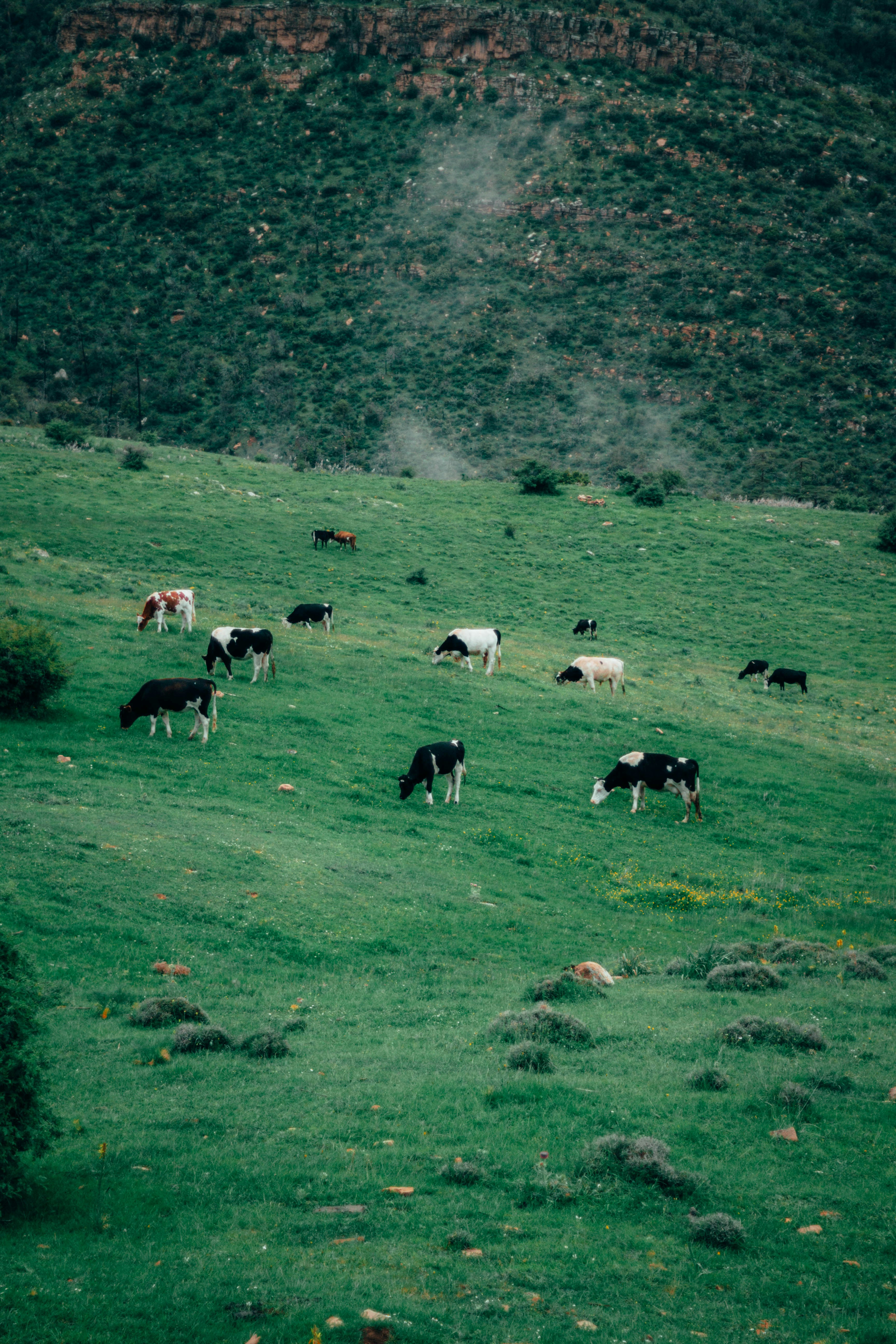 Pasture of Gentle Giants Under a Distant Ridge