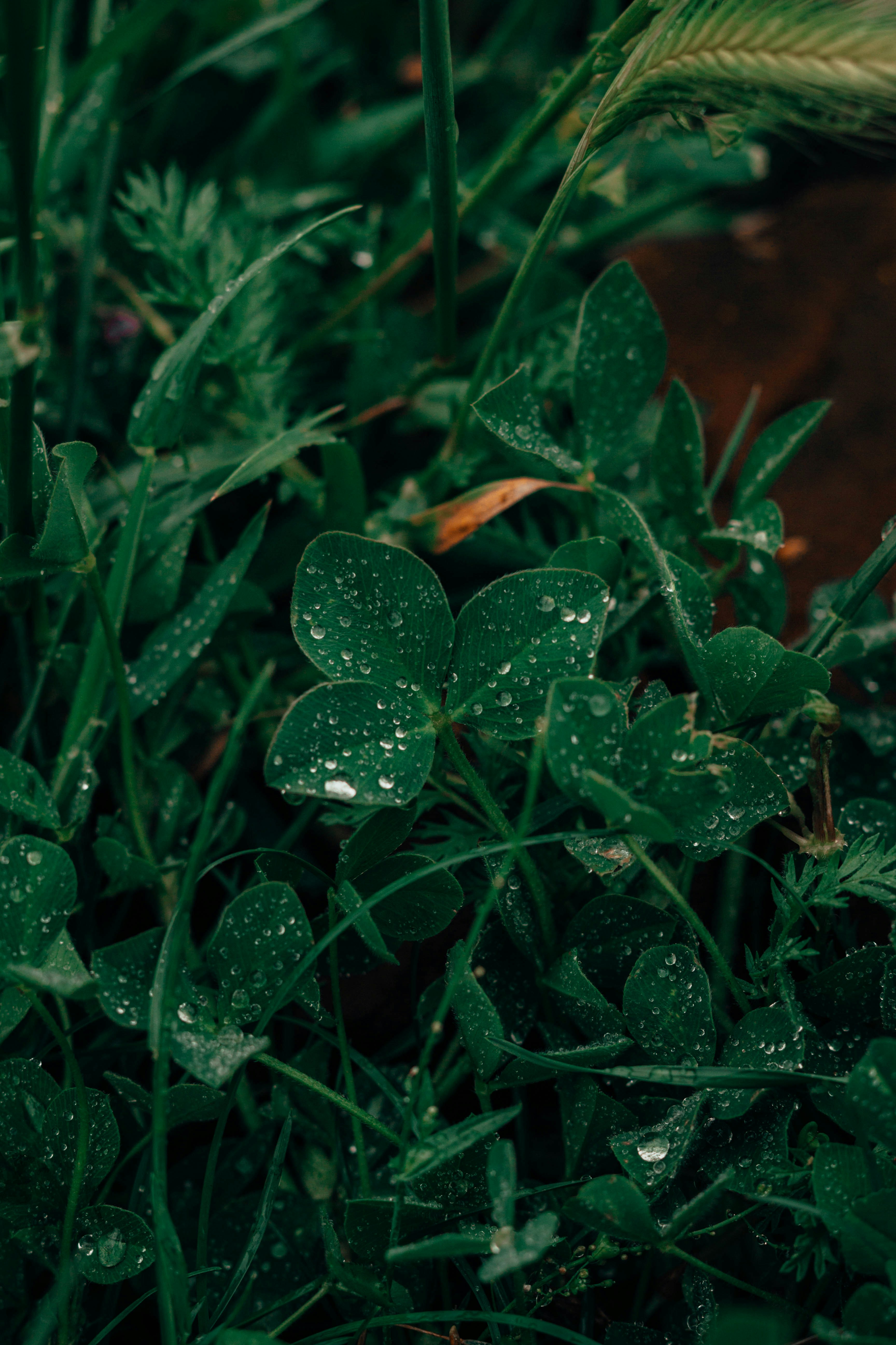 Dew-Kissed Clover Leaves in a Shaded Understory