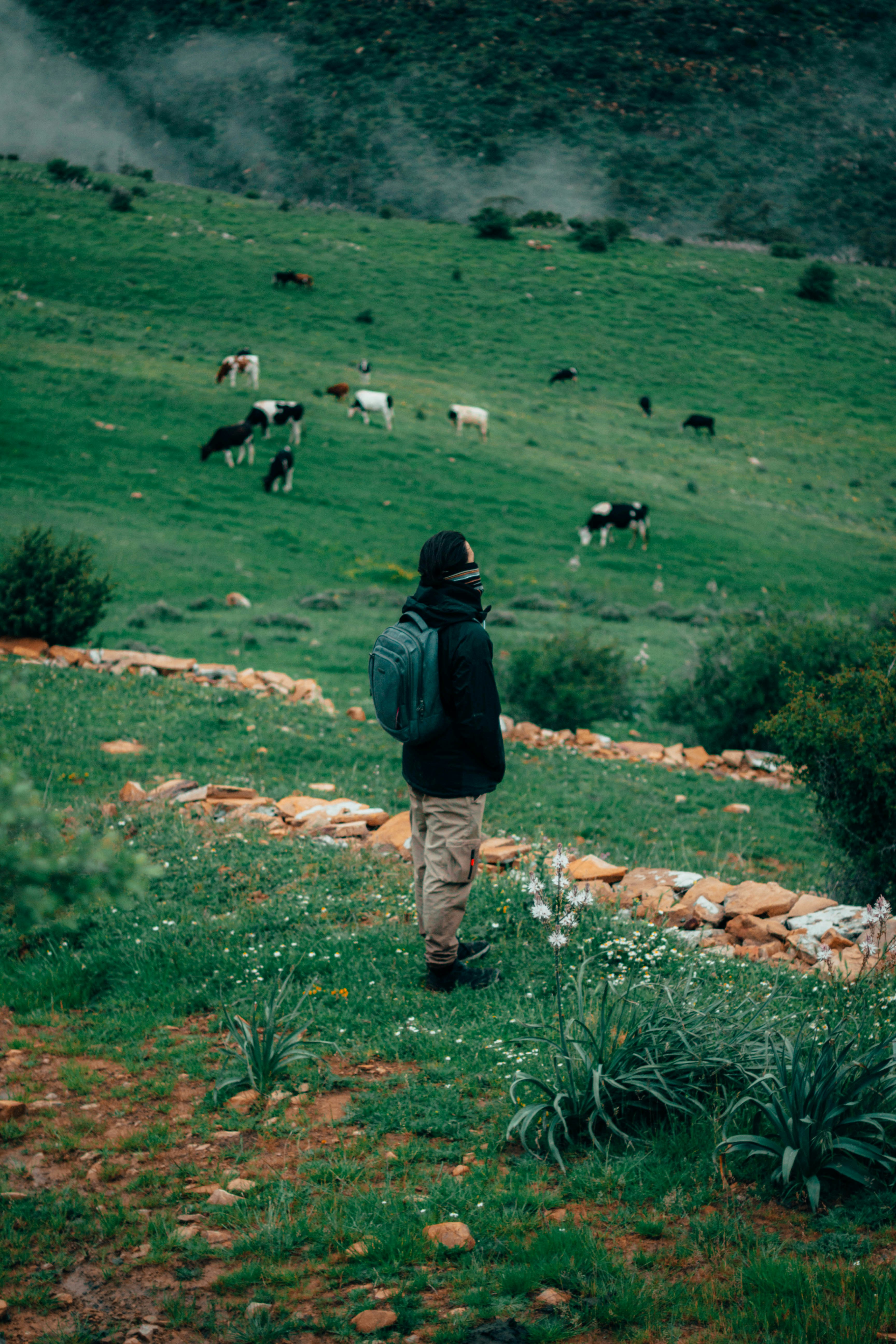 Horizon of Quiet Steps: A Traveler Amid Grazing Hills