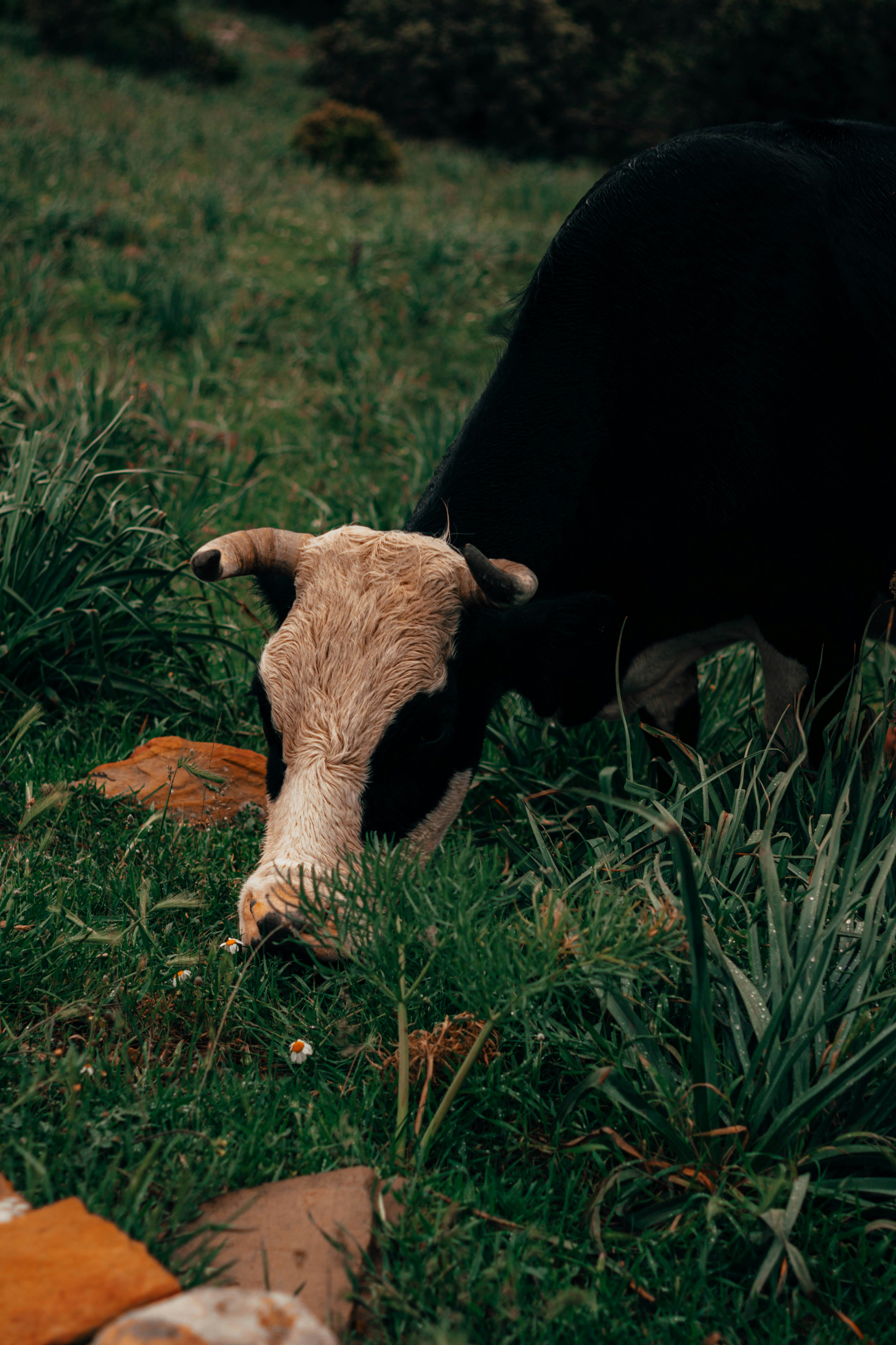 Highland Quiet: A Cow Pasture's Shaded Gaze