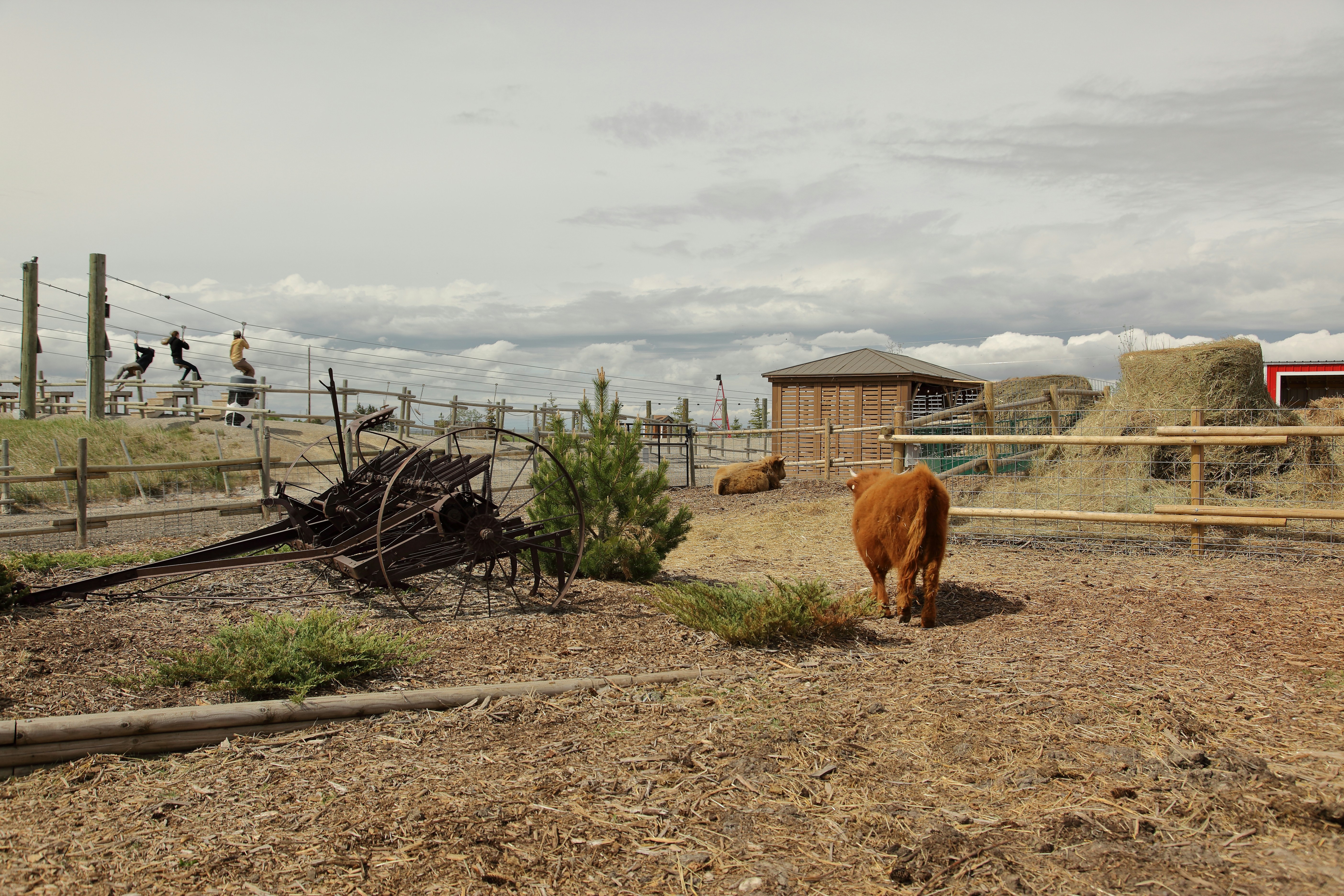 Pasture Gaze: A Quiet Farmyard Moment with a Curious Calf