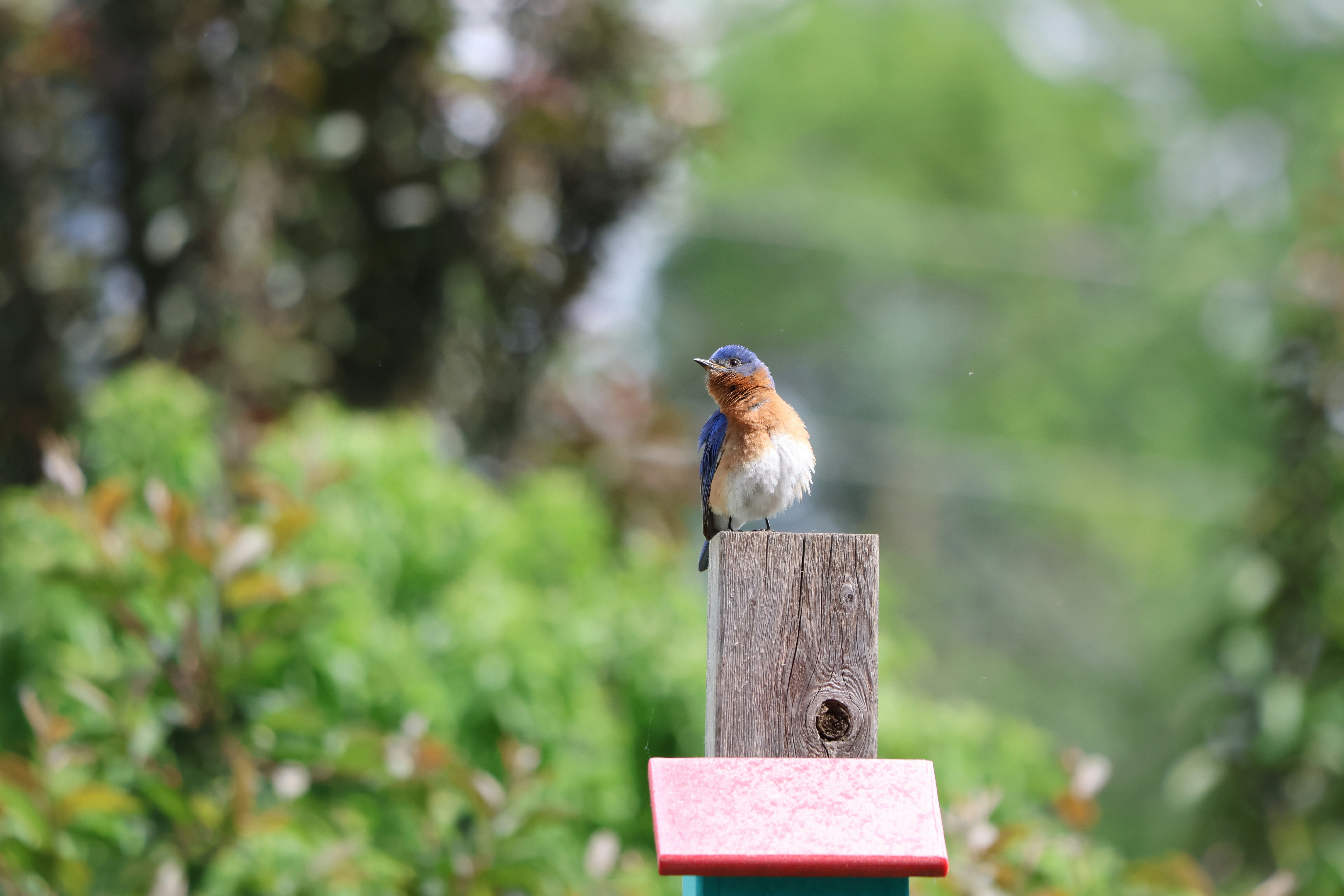 Portrait of a perched kingfisher: a lone bird on a weathered post