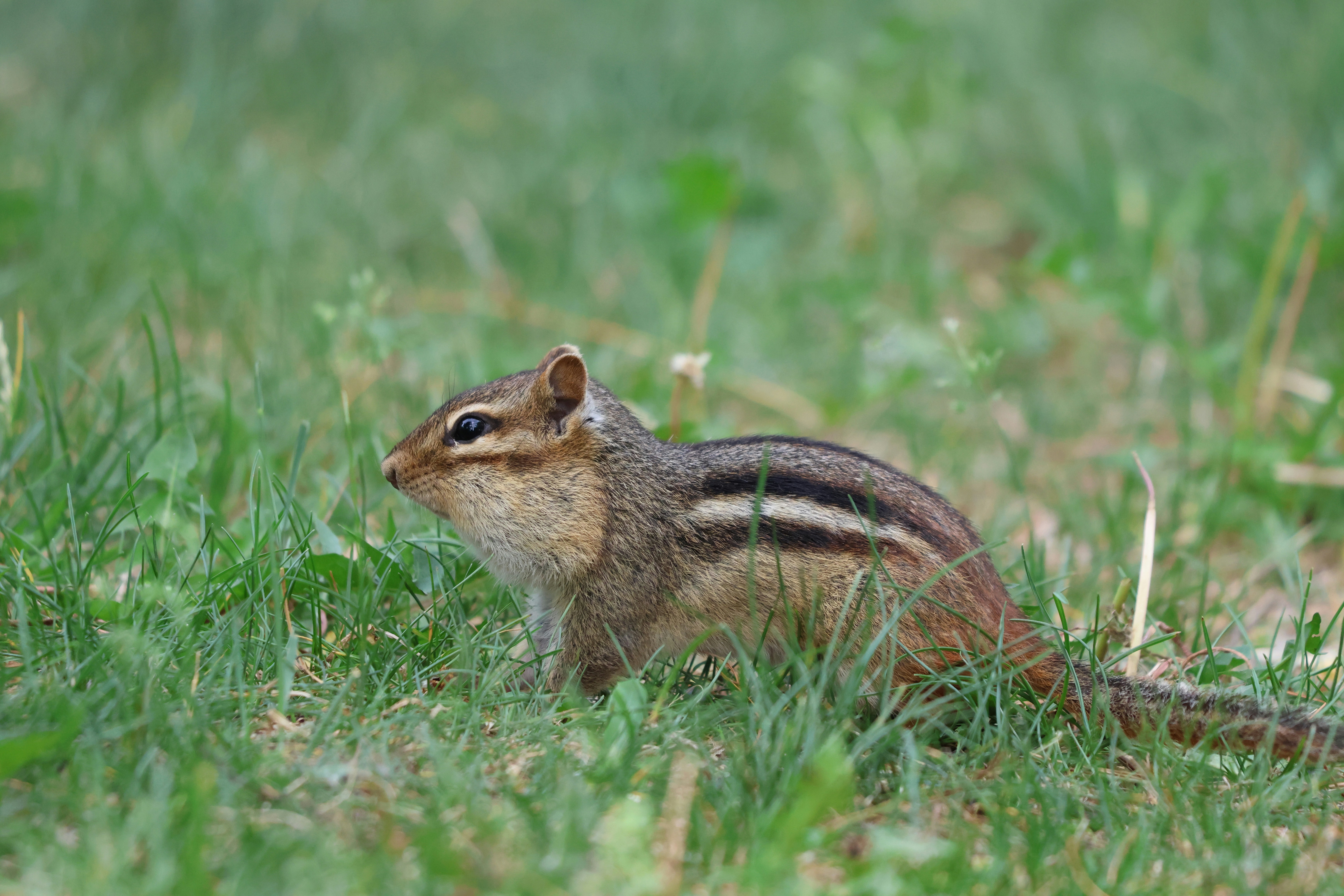 Grassy Burrow Stance: A Chipmunk-streaked Ground Sitter