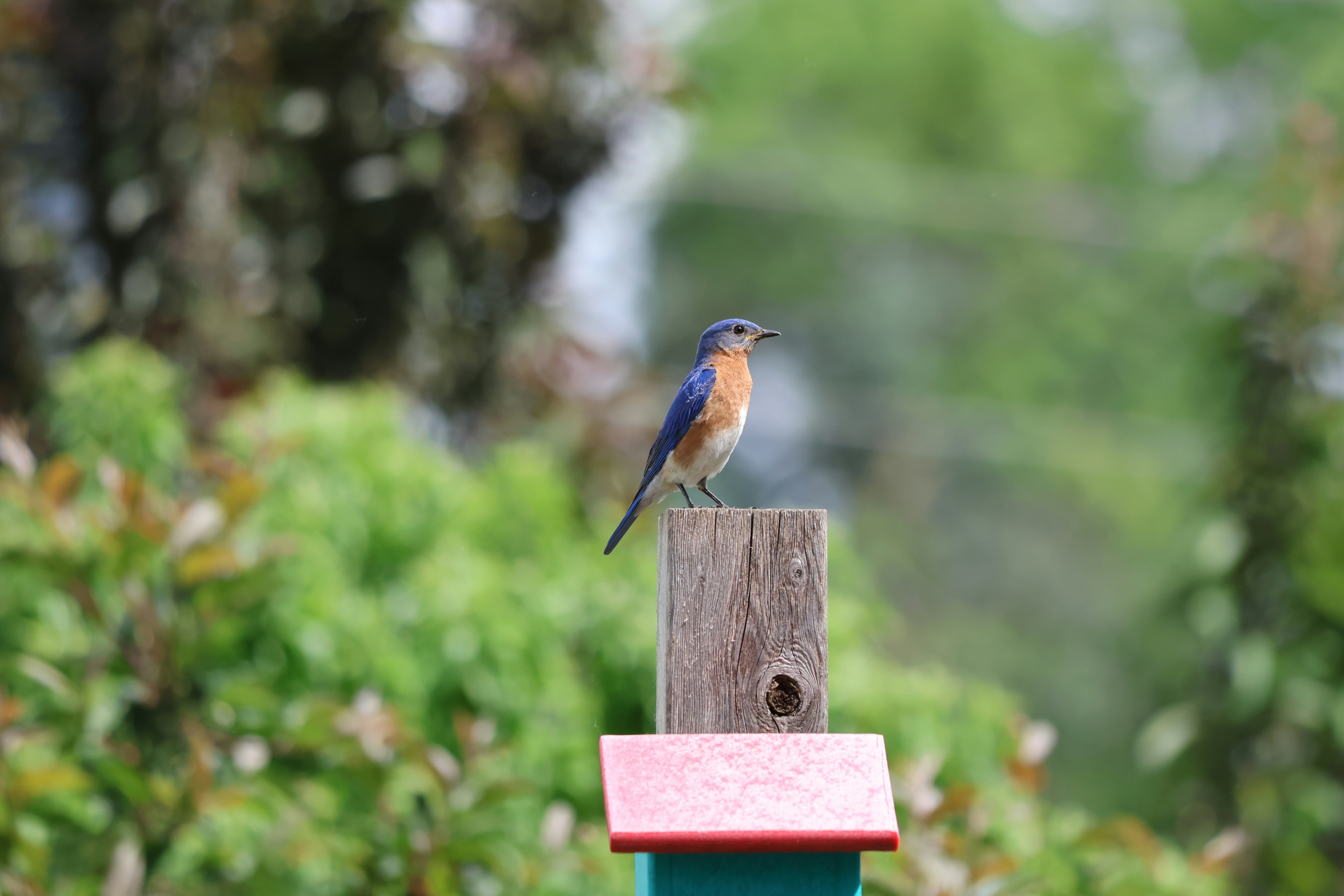 Perched Kingfisher on a Weathered Post