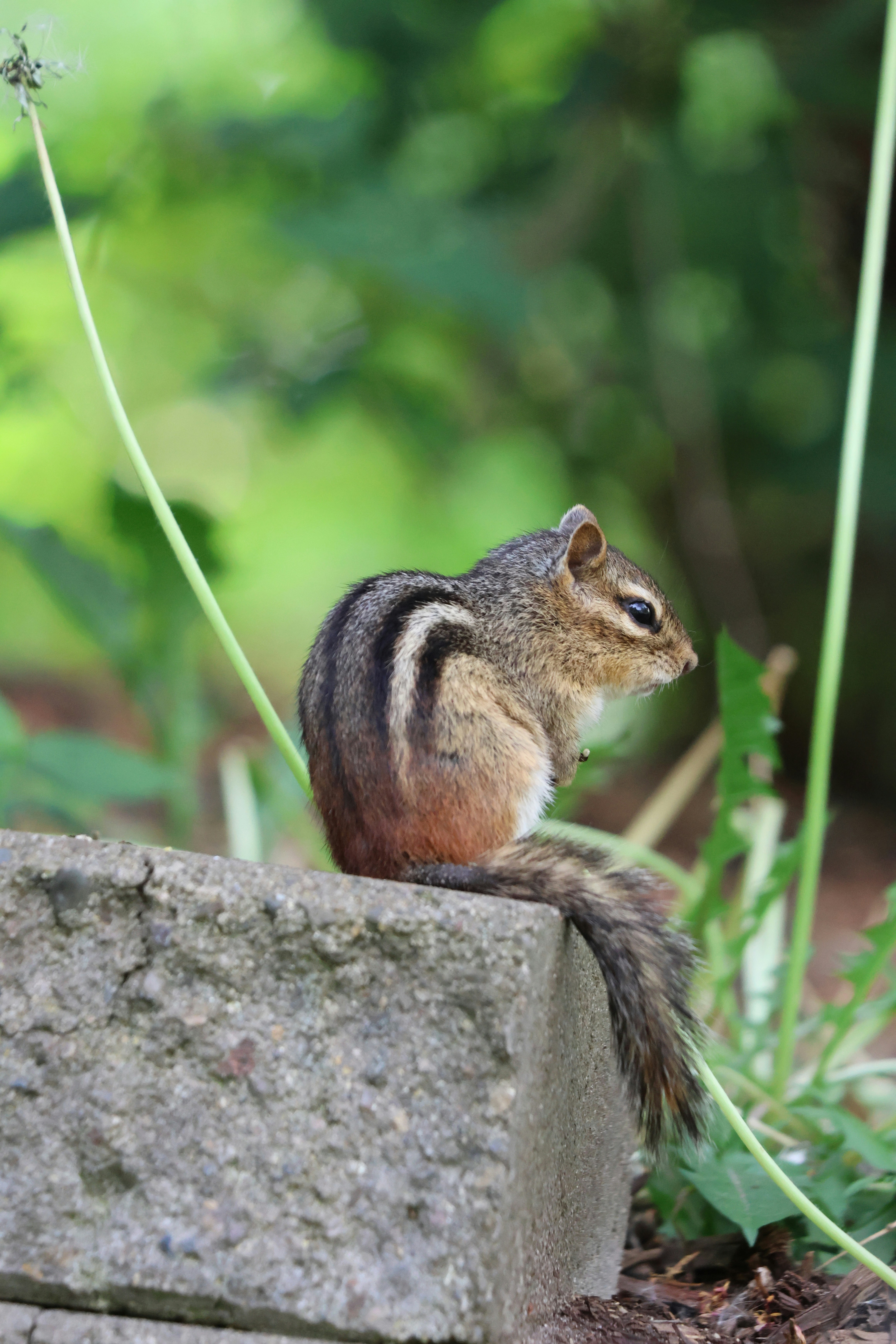 Chipmunk on a Concrete Edge: Quiet Vigil by a Garden Wall