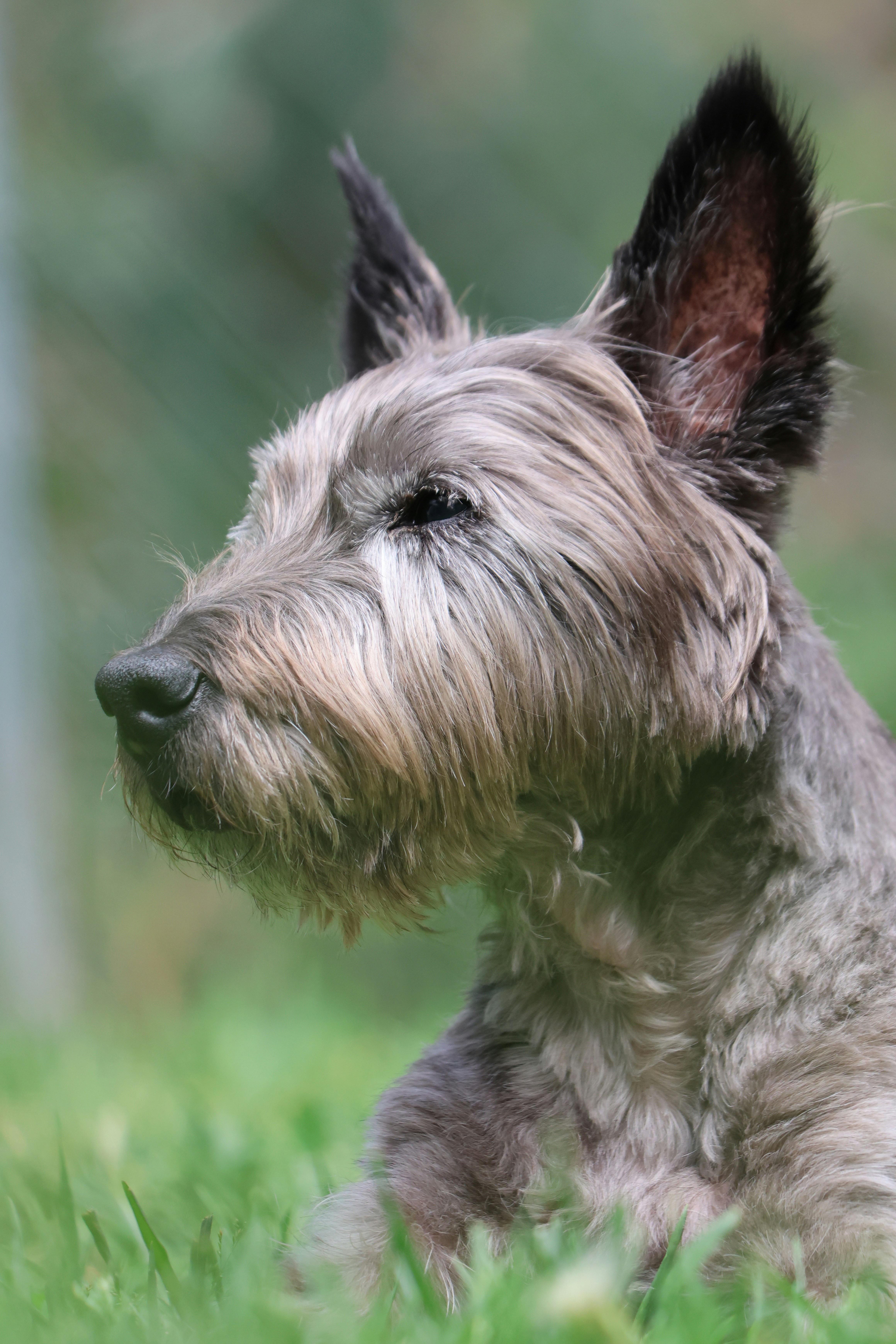  alert nose and attentive profile: A Cairn-like terrier in soft focus