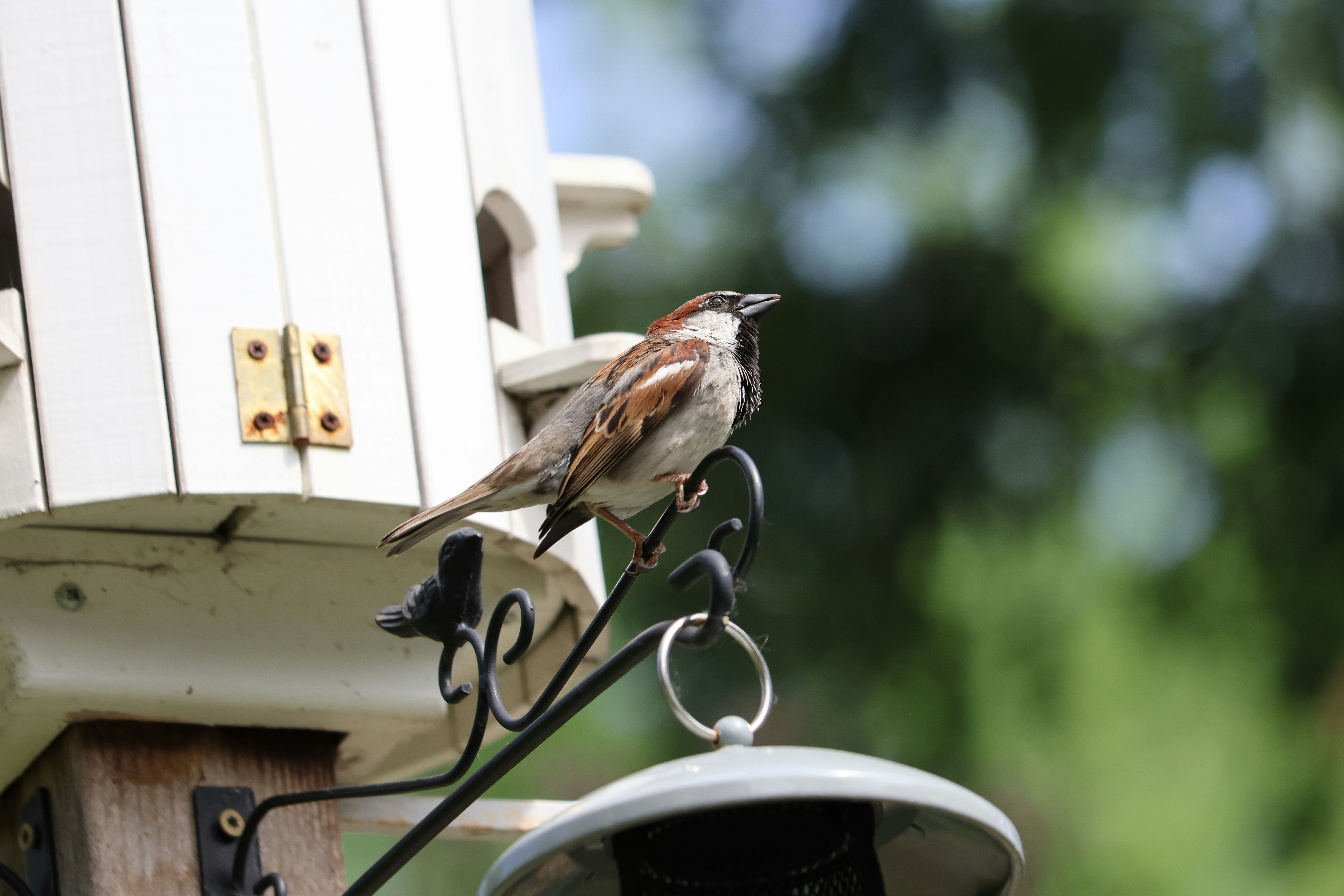 Perched Accent: A Songbird Illuminates a rustic feeder scene
