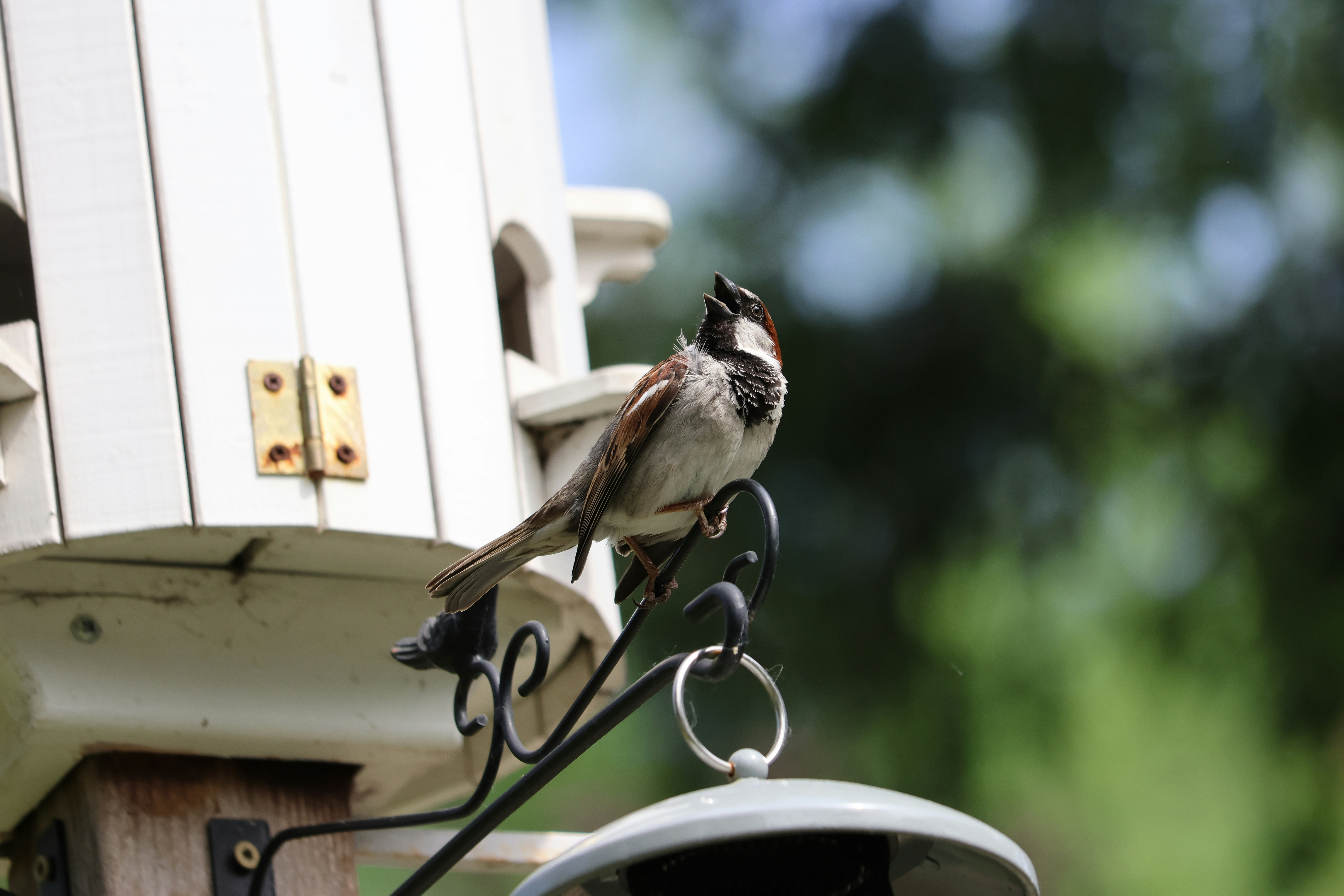 Perched on a Lantern: A Chickadee at the Birdhouse