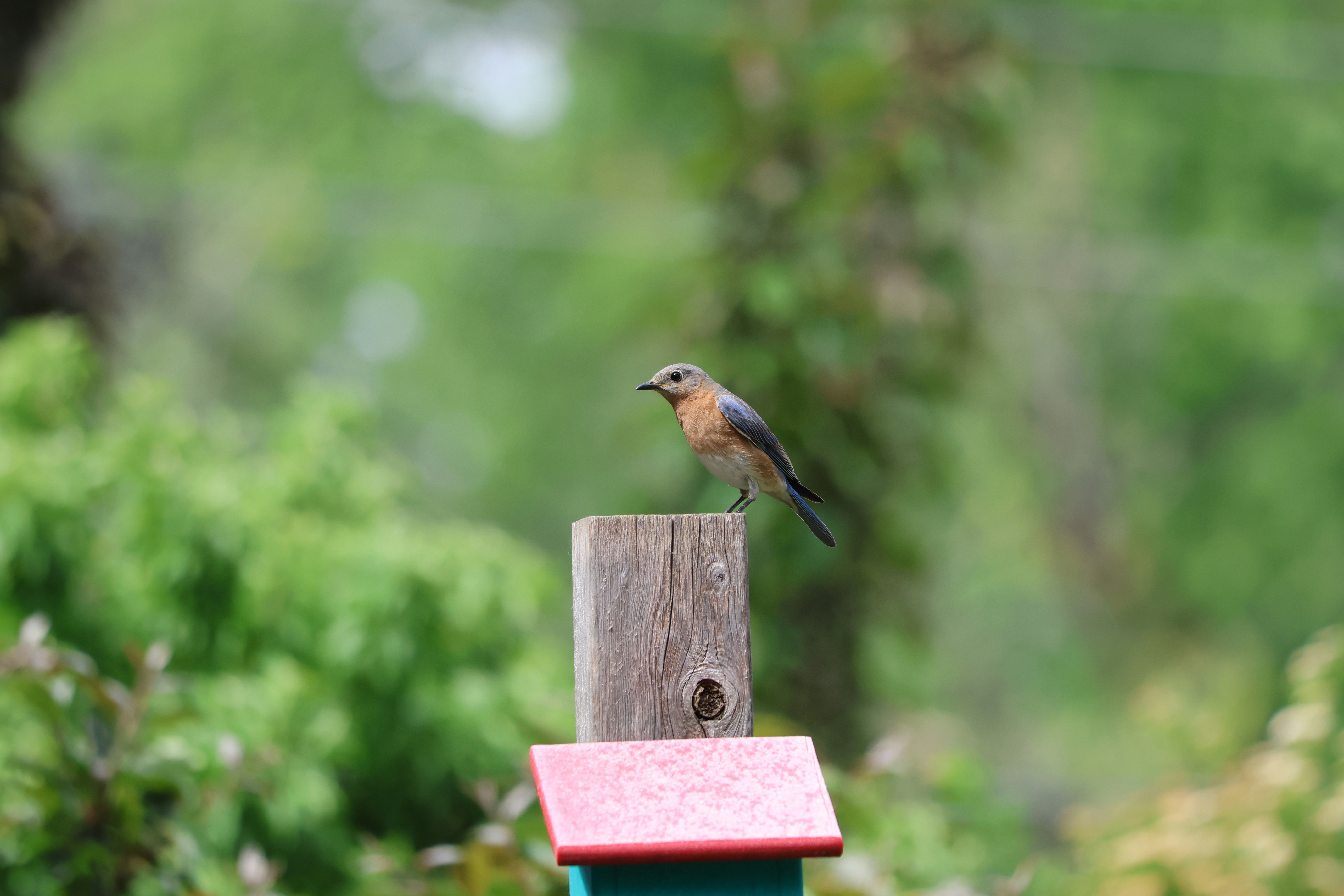 Tiny Red-breasted Visitor Perches on a Weathered Post