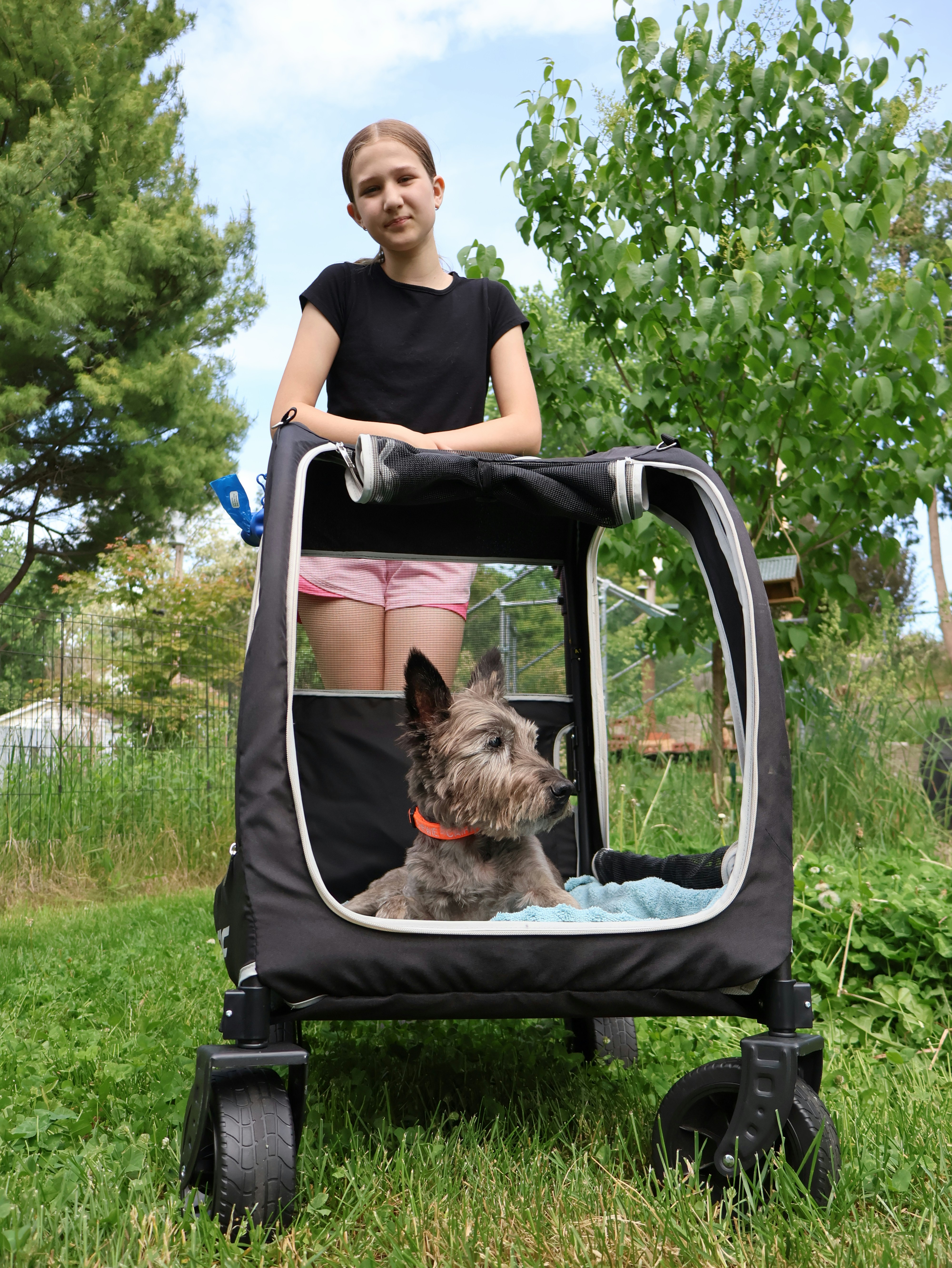 Girl with a Corgi-like Companion in a Park-Top Buggy