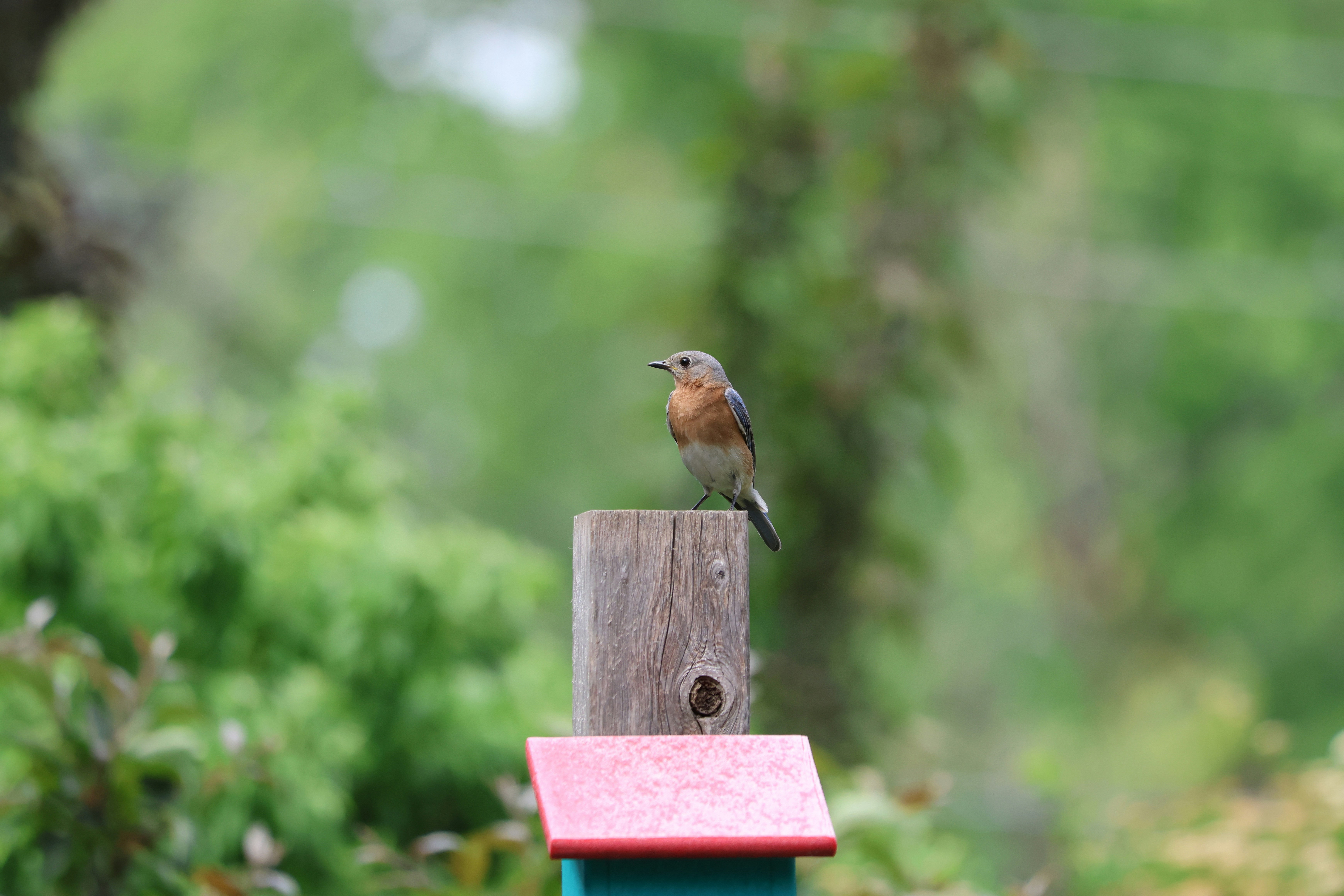 Little Robin Post: A Song perched on the Wooden Post