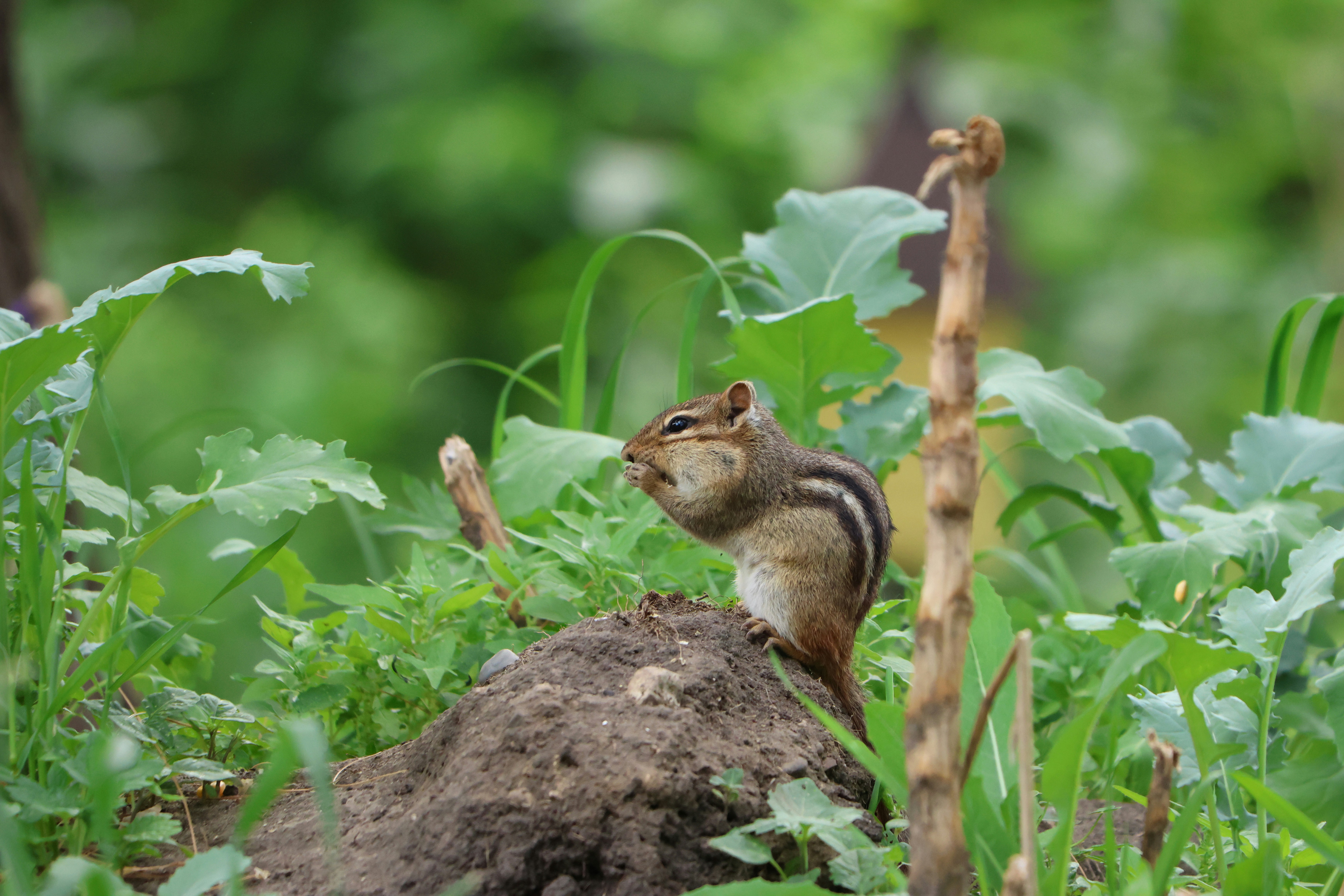 Chipmunk Sentinel on a Small Dirt mound