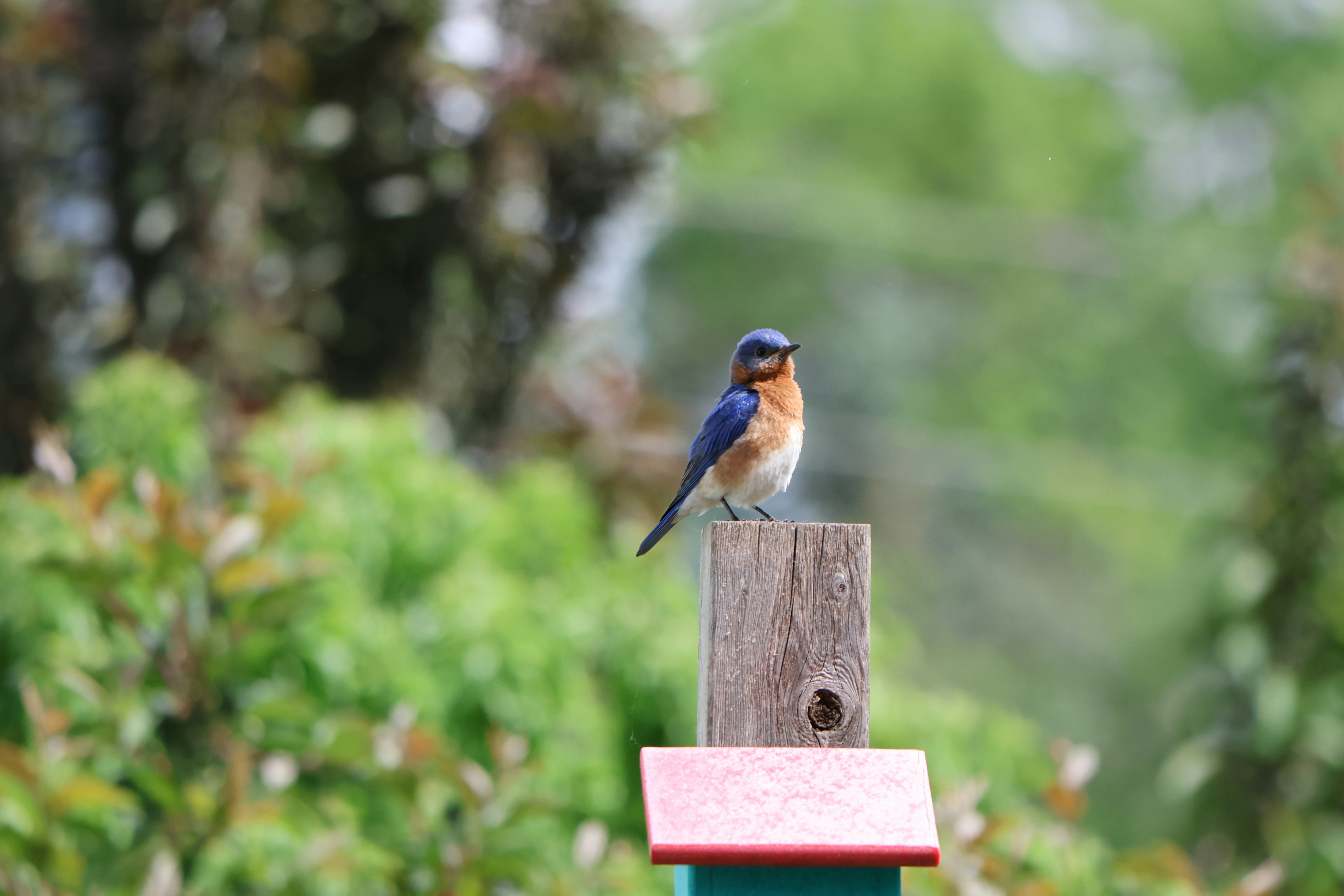 Royal Blue Zest on the Post