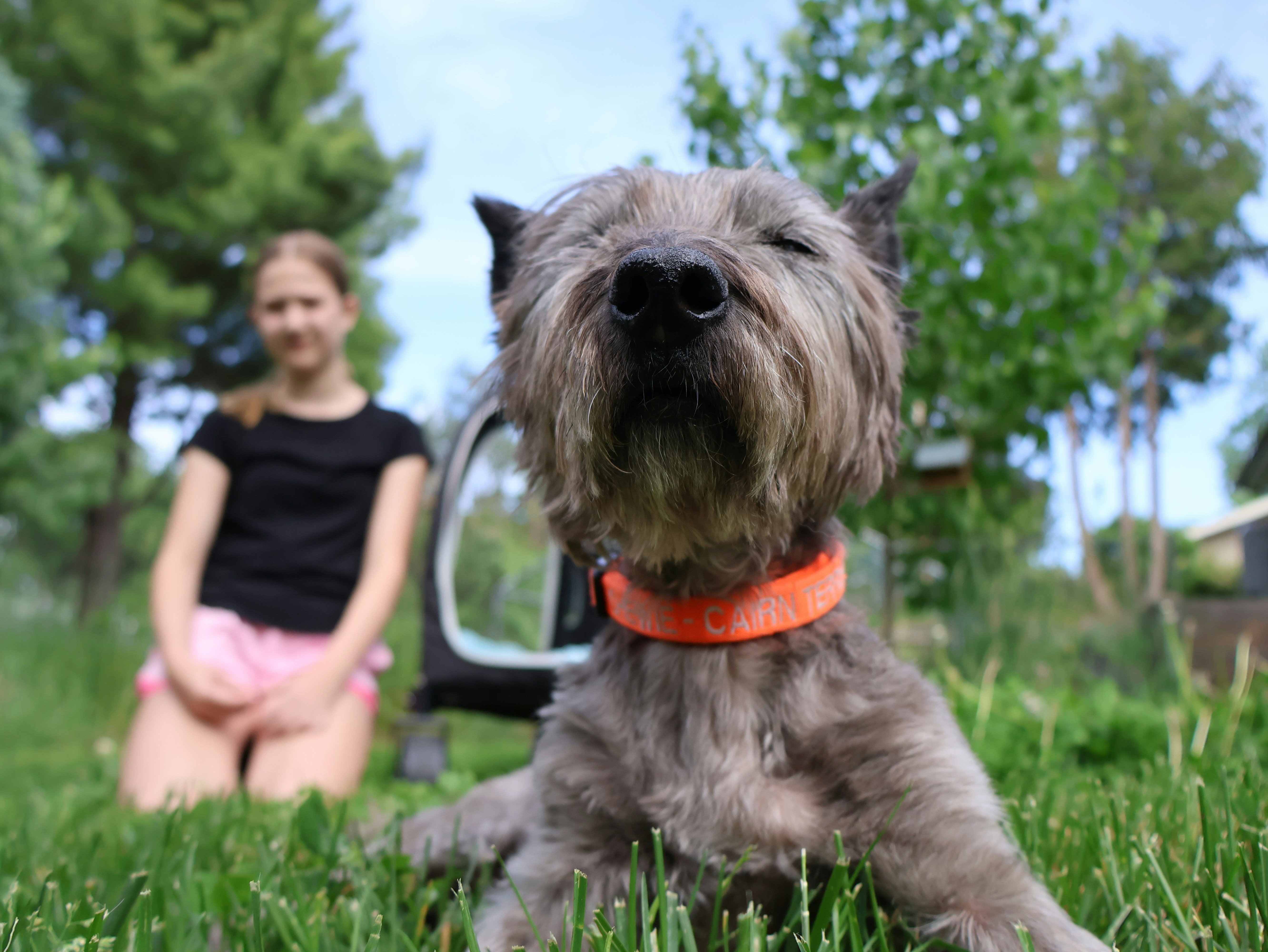 Curious Cairn on Grass: A Close-Up of a Wry-Woofer