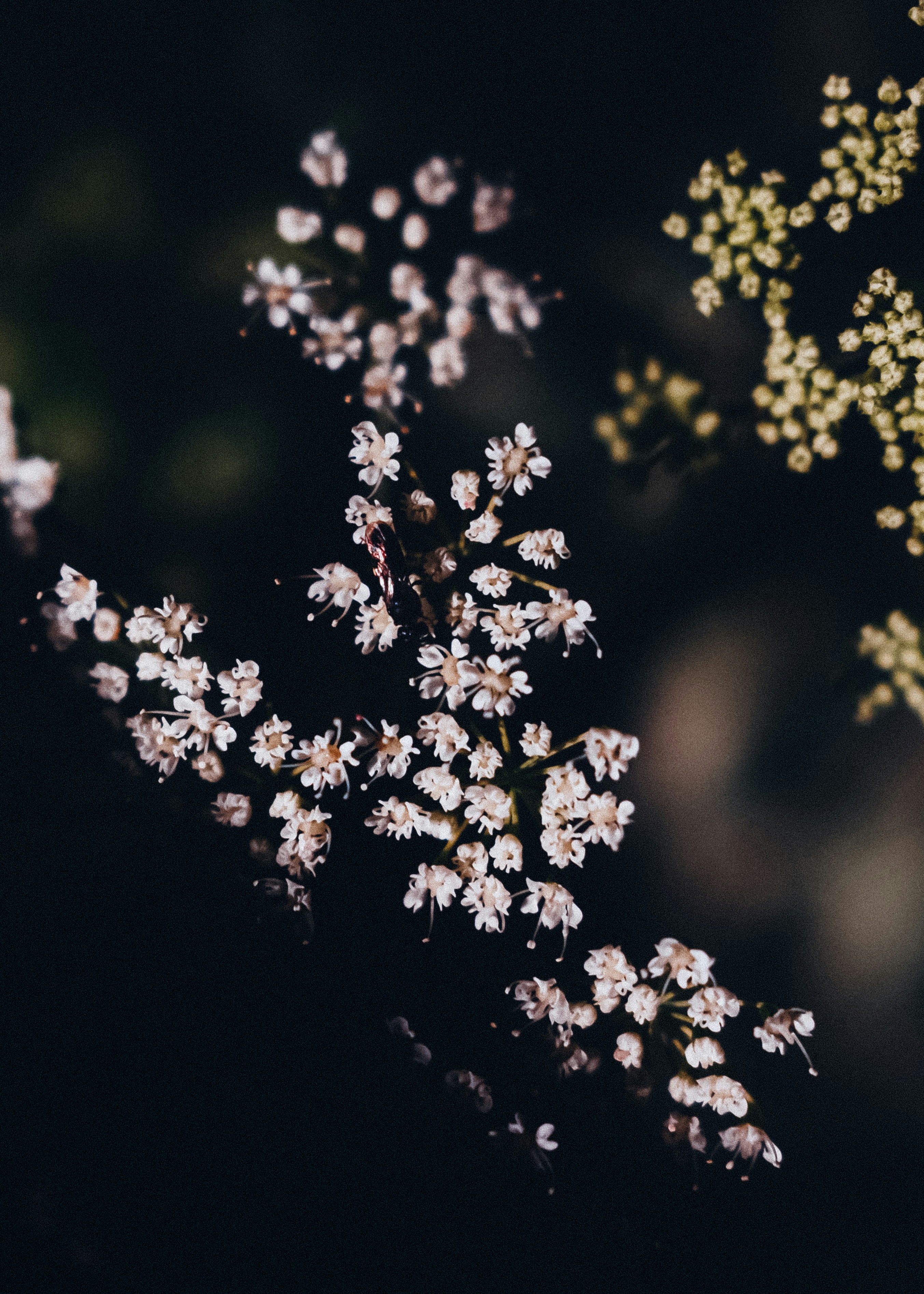 Whispers of Cherry Bloom in a Velvet Night