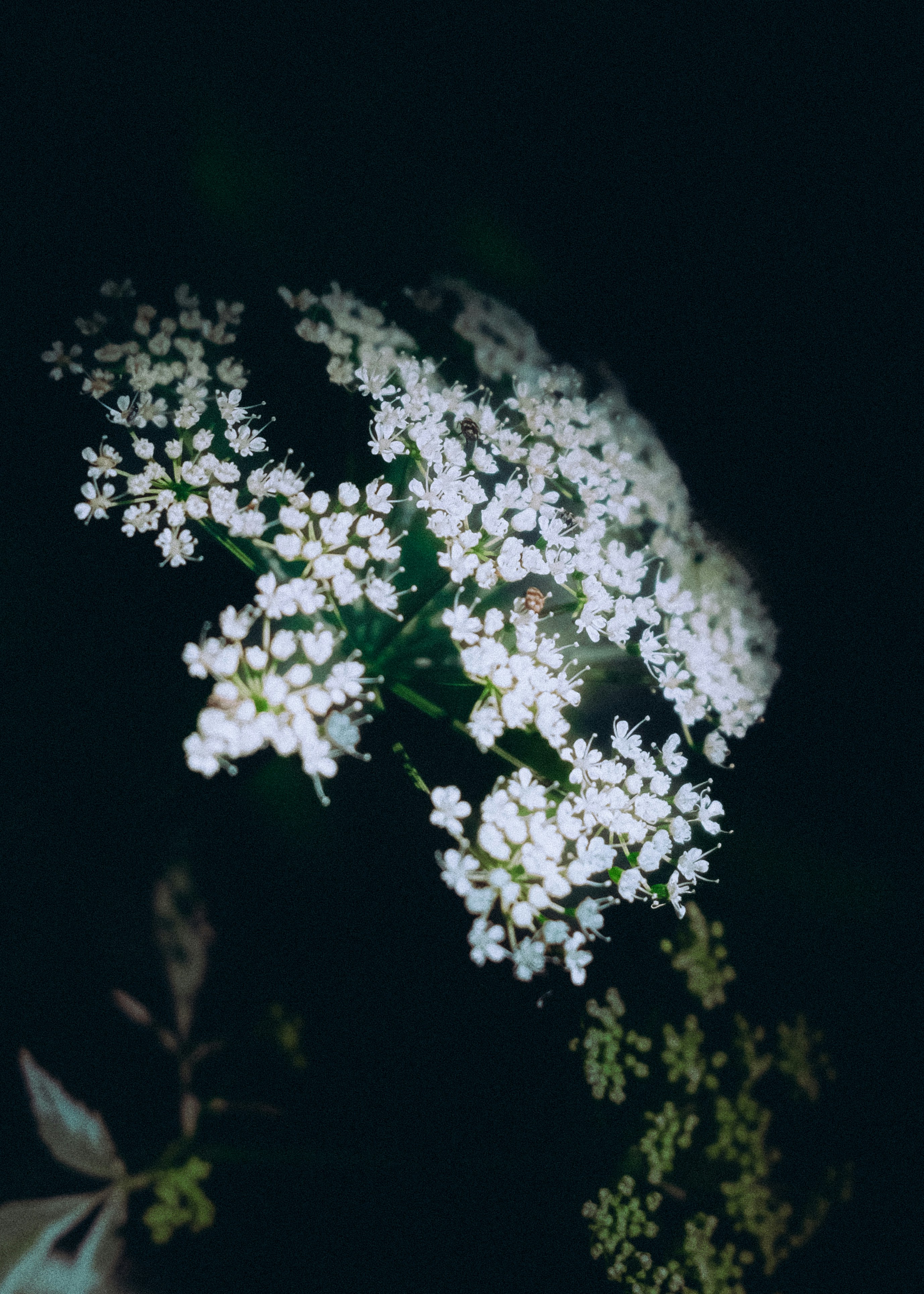 White Queen Fern: Moonlit Umbrella of Tiny Blooms