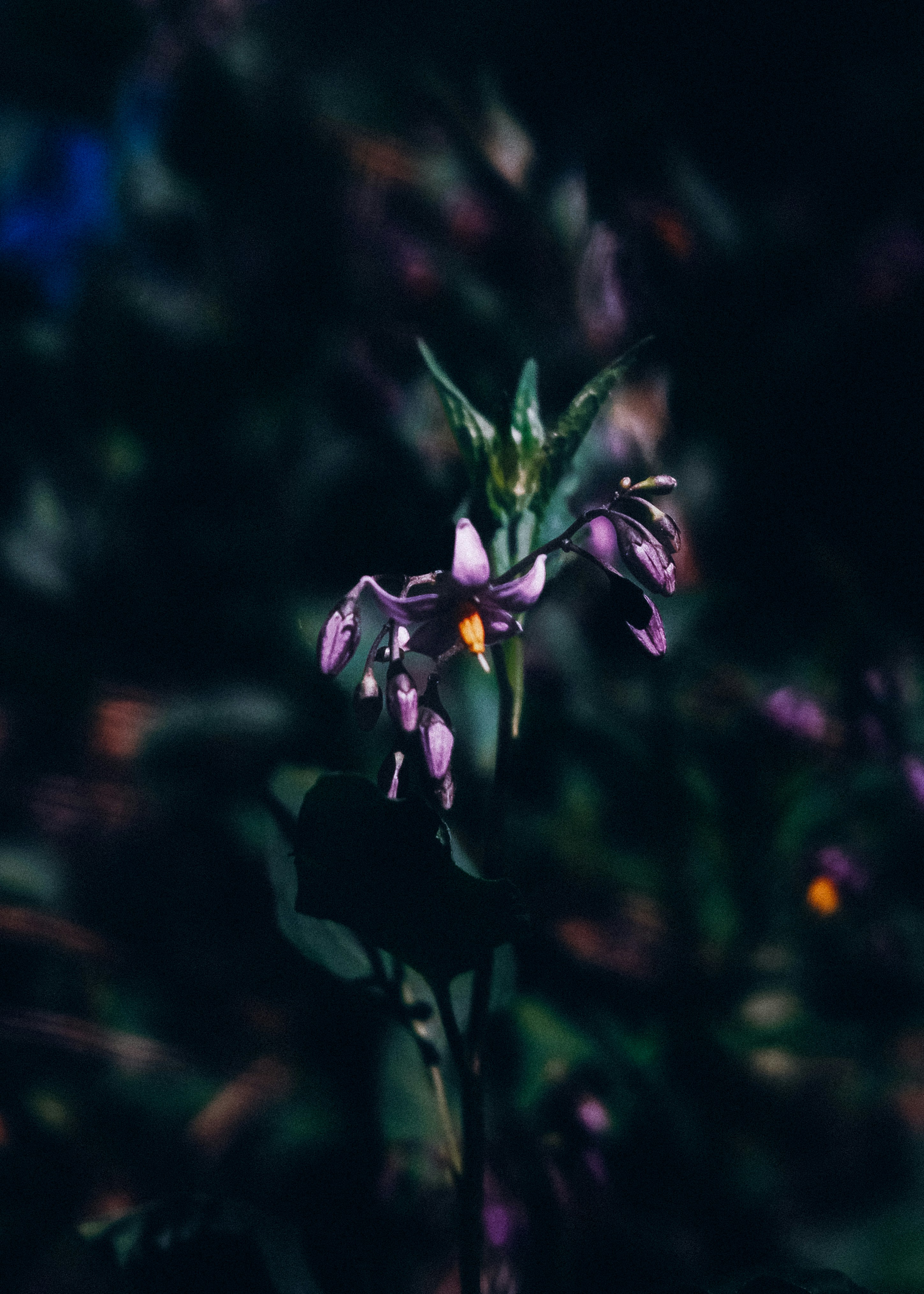 Moonlit Violet: A solitary bloom in the shadows