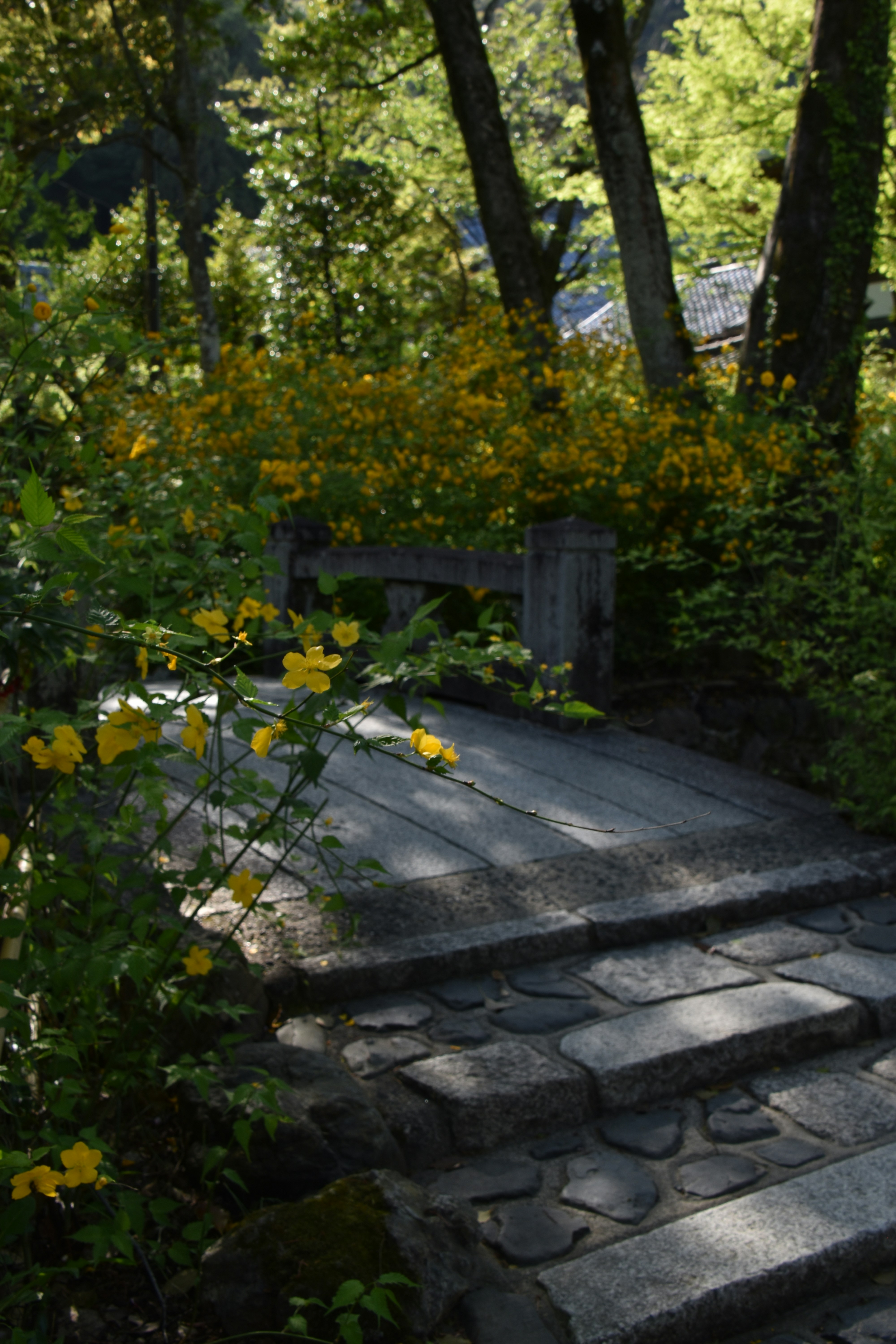 Sunlit Yellow Blooms Guard a Stone Stairway in a Quiet Garden