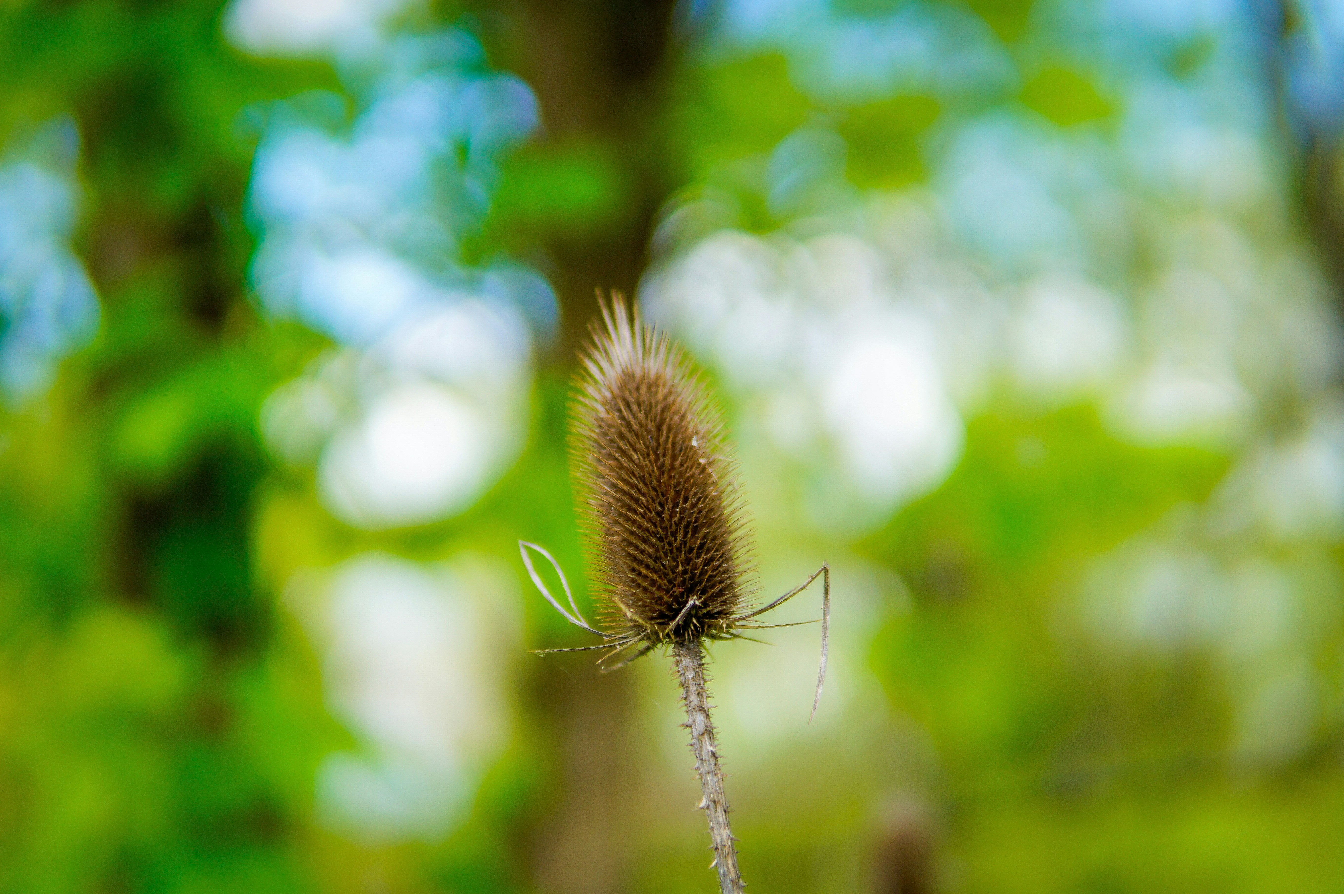Single Thorned Seed Head Reaches Toward the Sunlit Canopy