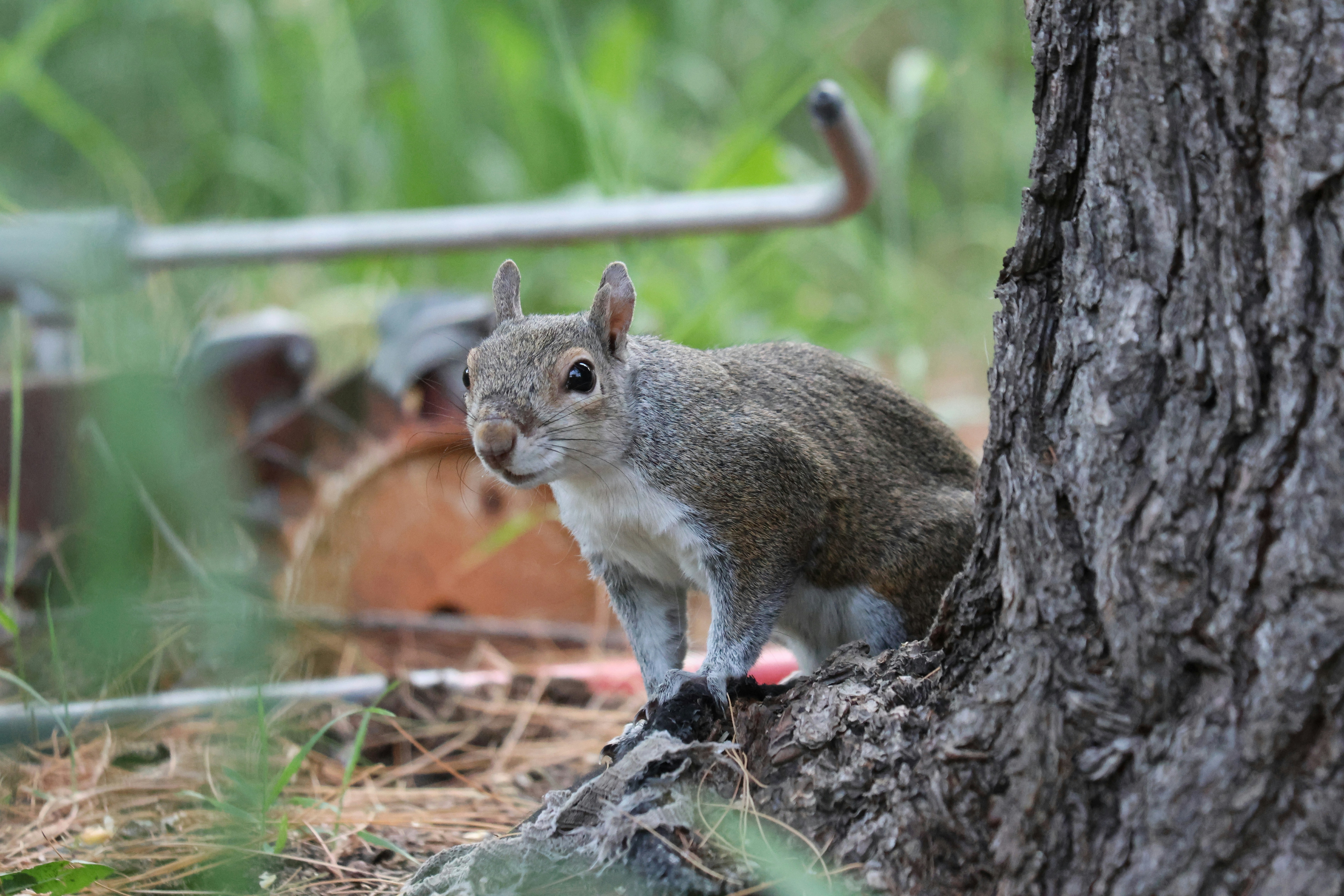 Ground-level Squirrel: A Curious Moment by the Tree Trunk