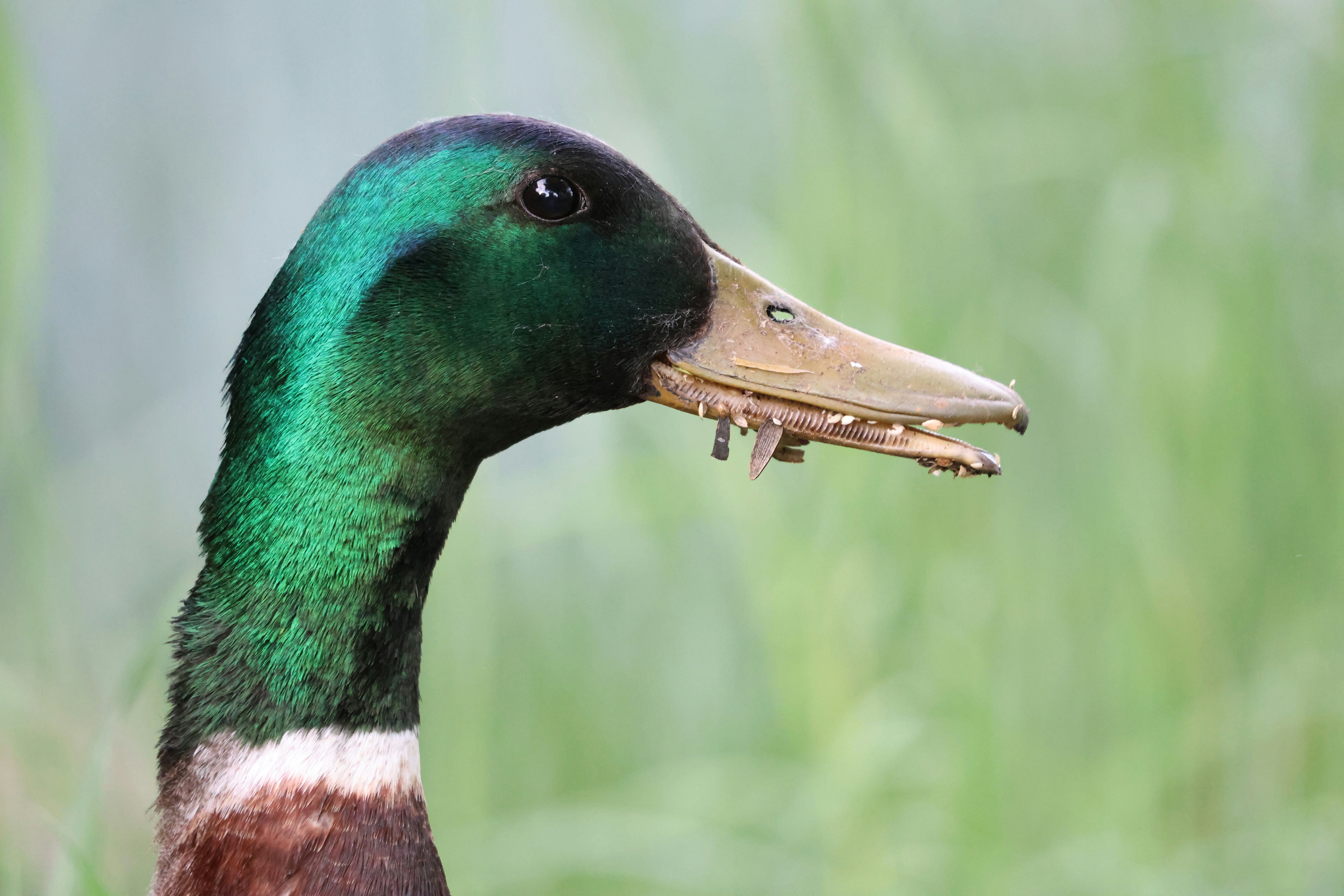 Male Mallard Duck standing in grass with old food bits on his bill