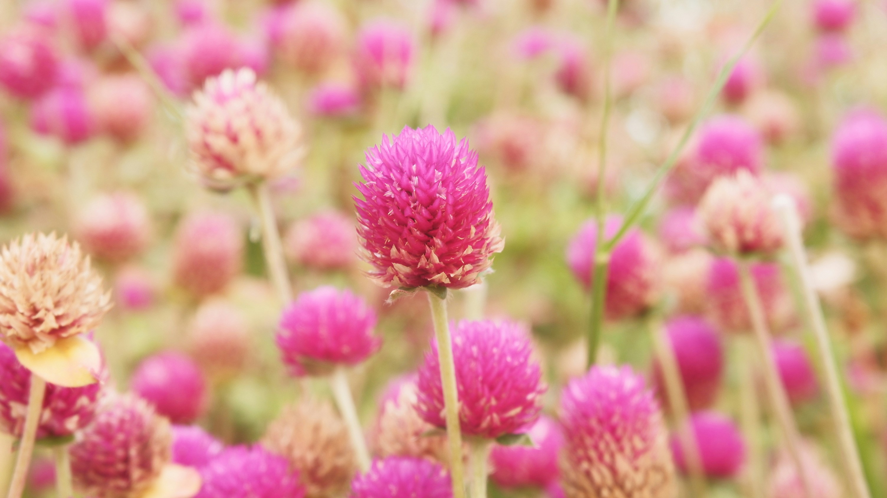 Pink Globe Bloom in a Soft Sunrise Field