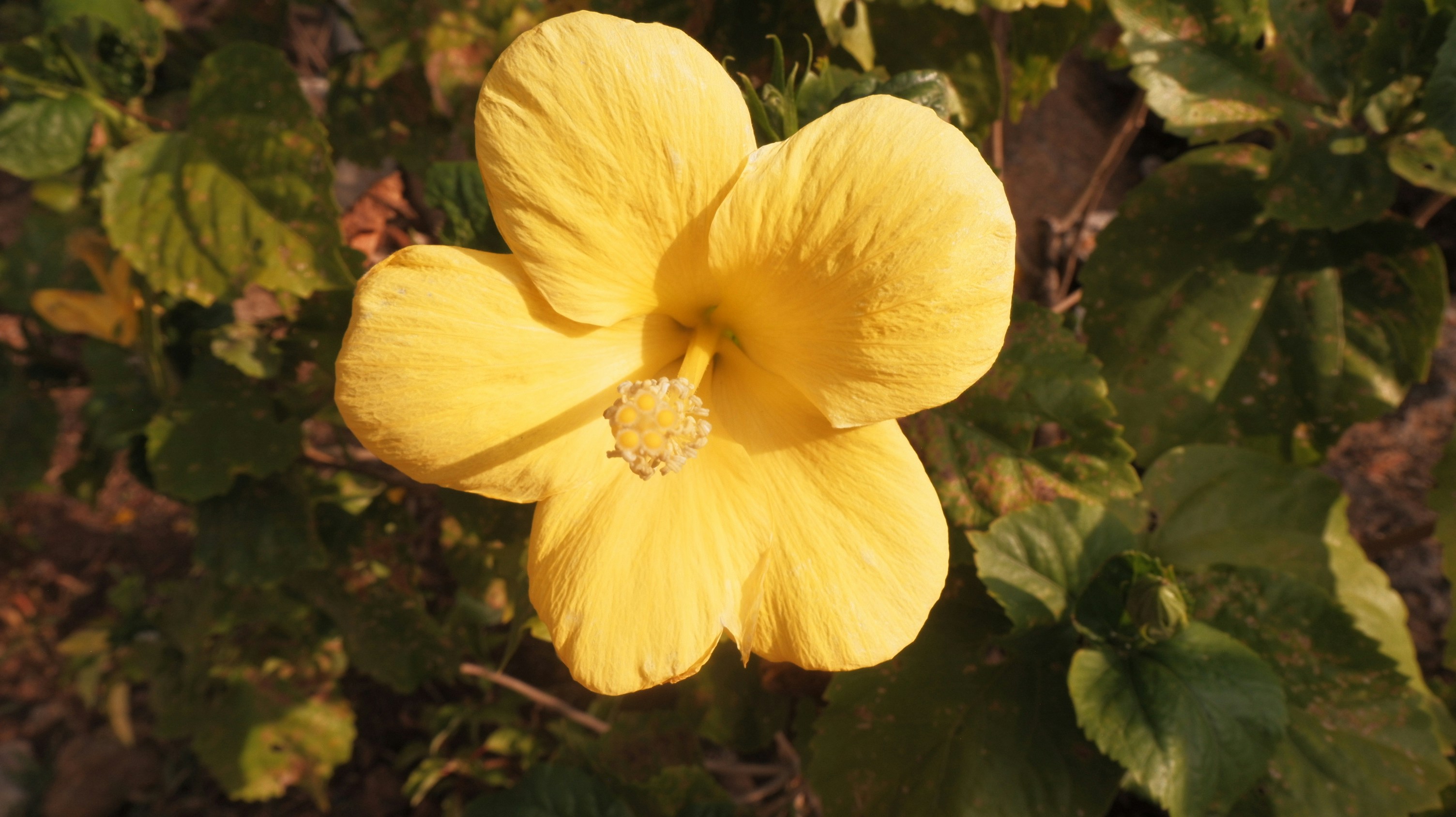 Golden blossom centered in sunlit garden fronds