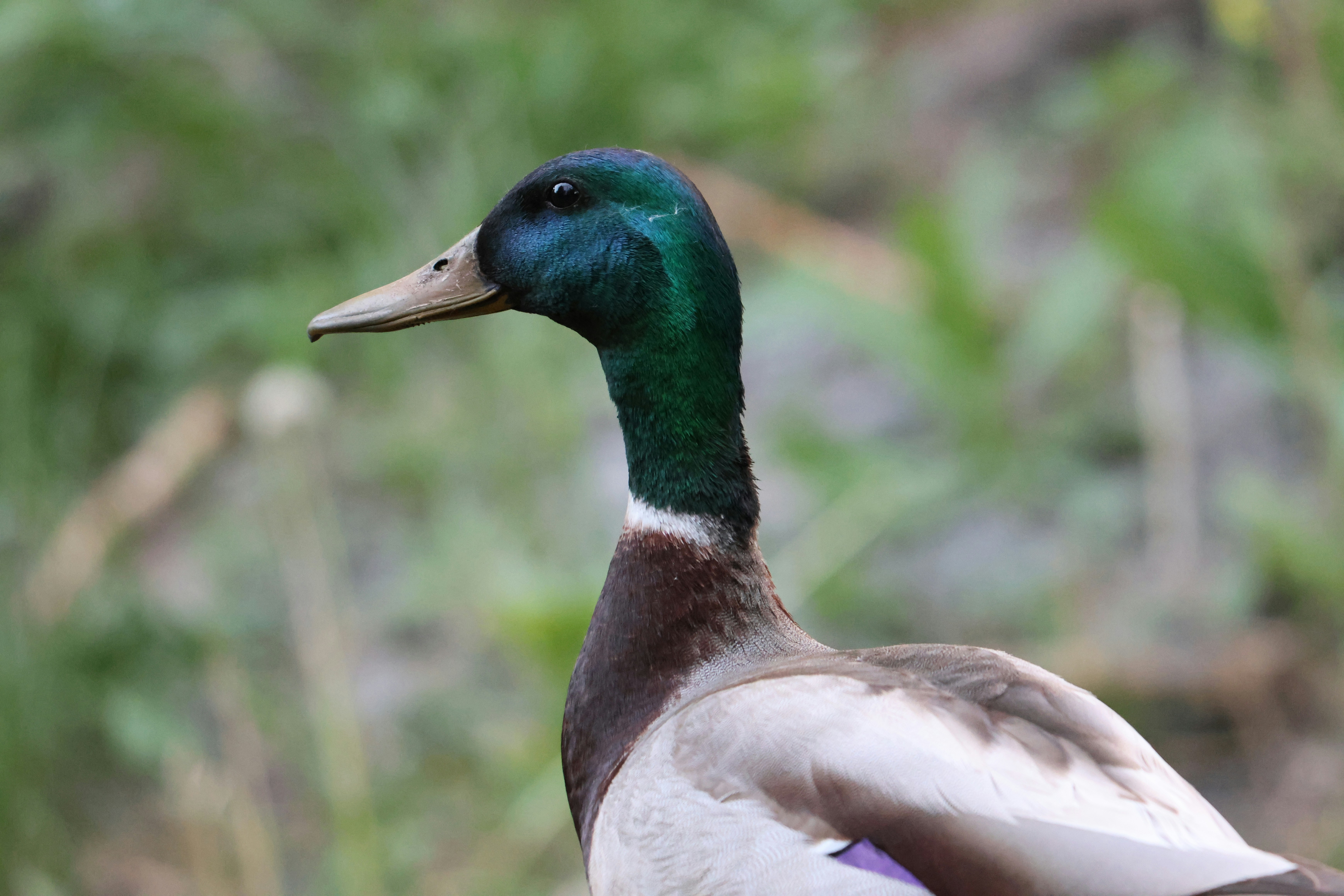 Emerald-Necked Mallard in Quiet Wetland Portrait