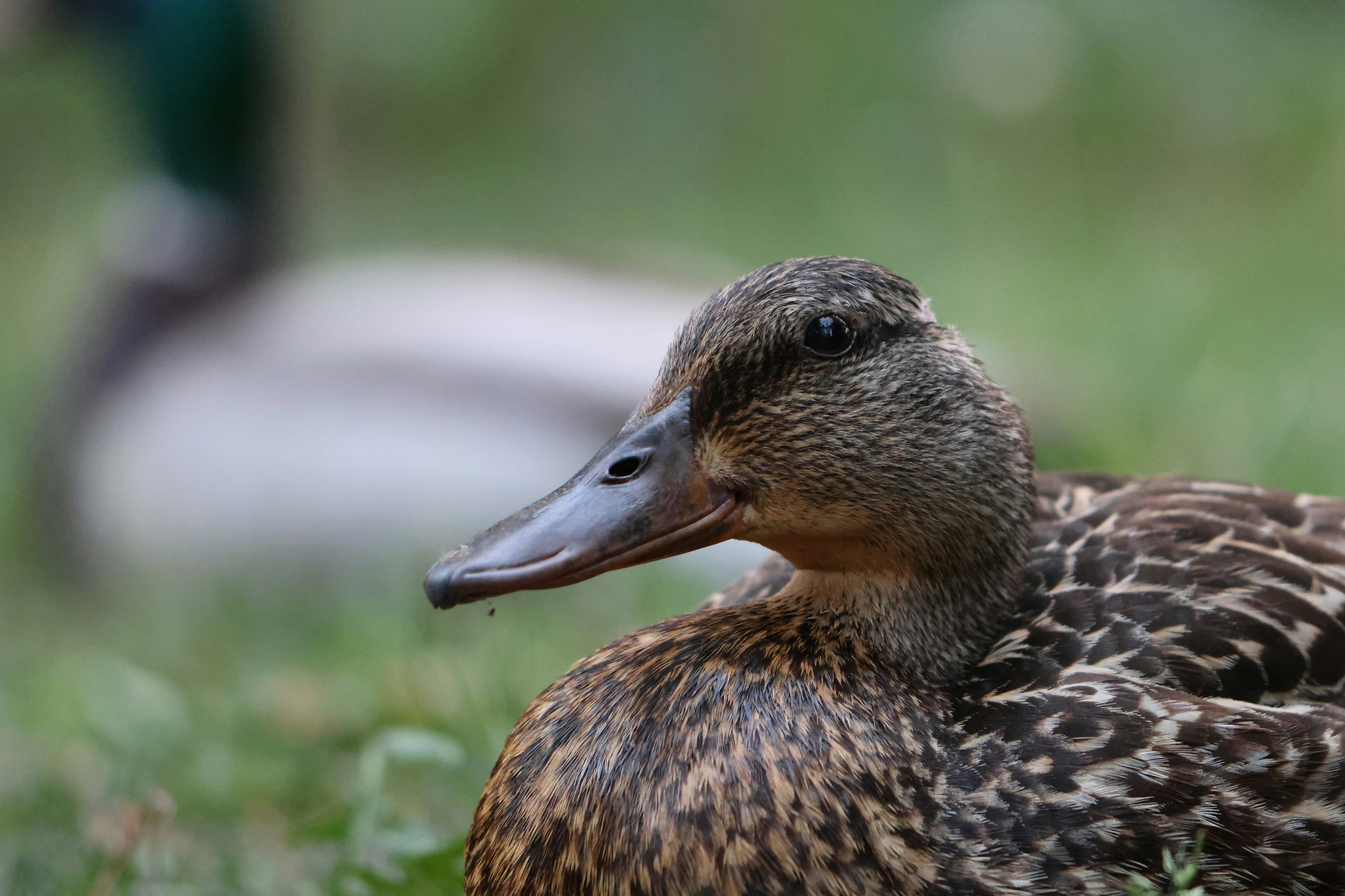 Whispering Duck in a Quiet Park Moment