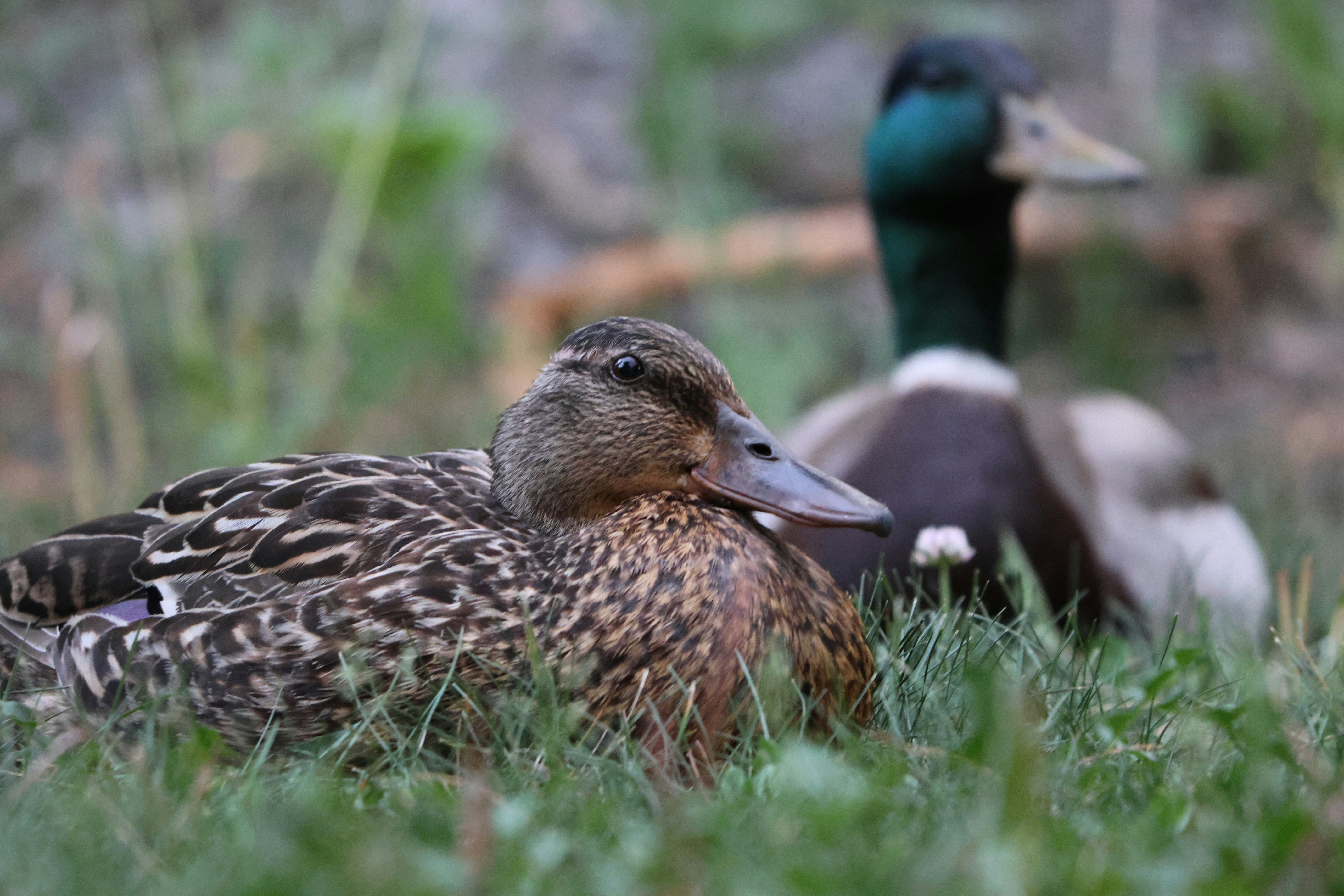 Hidden Depths: The Female Mallard in Quiet Grassland