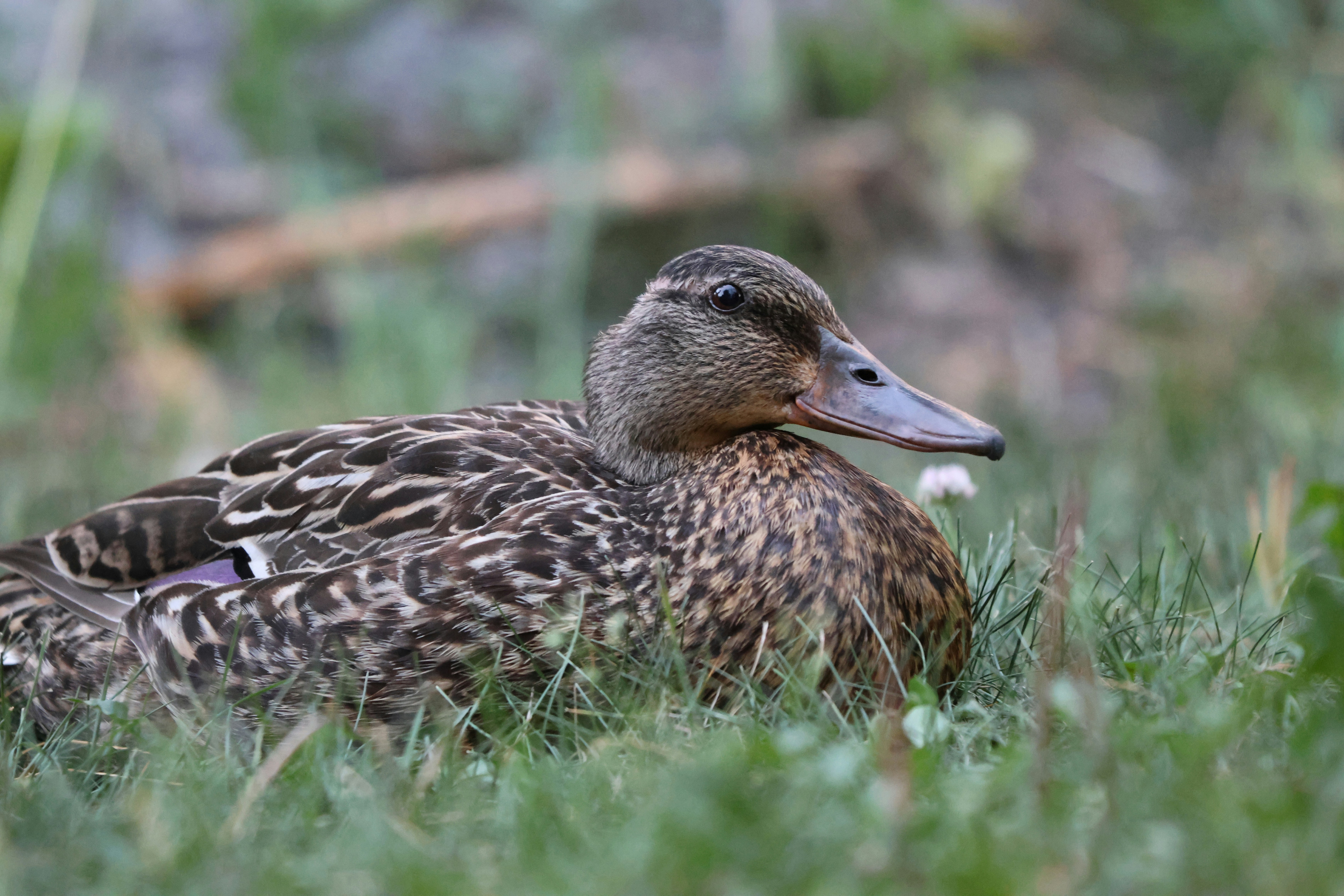 Low-Ced grass sanctuary: a sleepy duck in soft focus greens