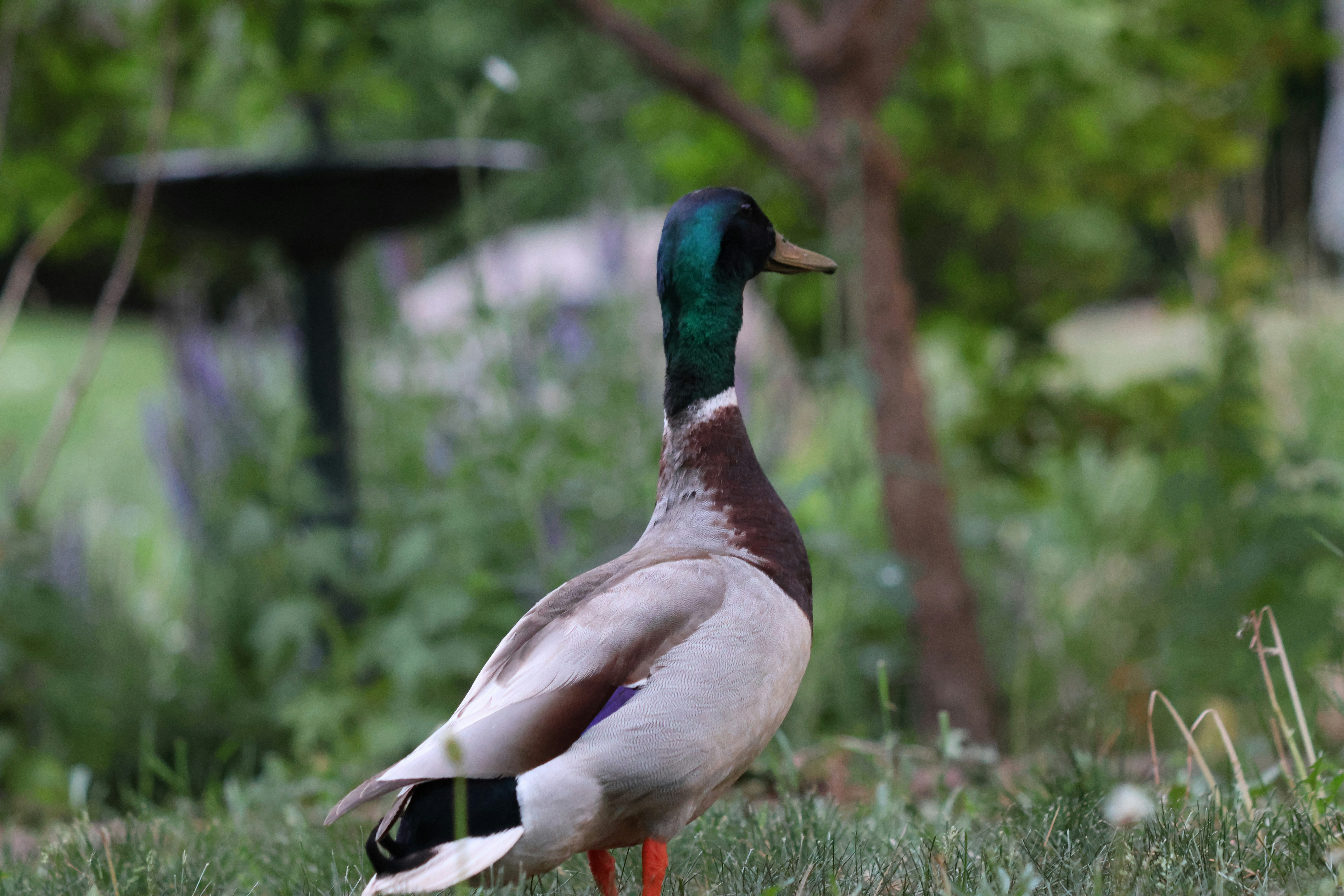 Male Mallard Duck standing in grass