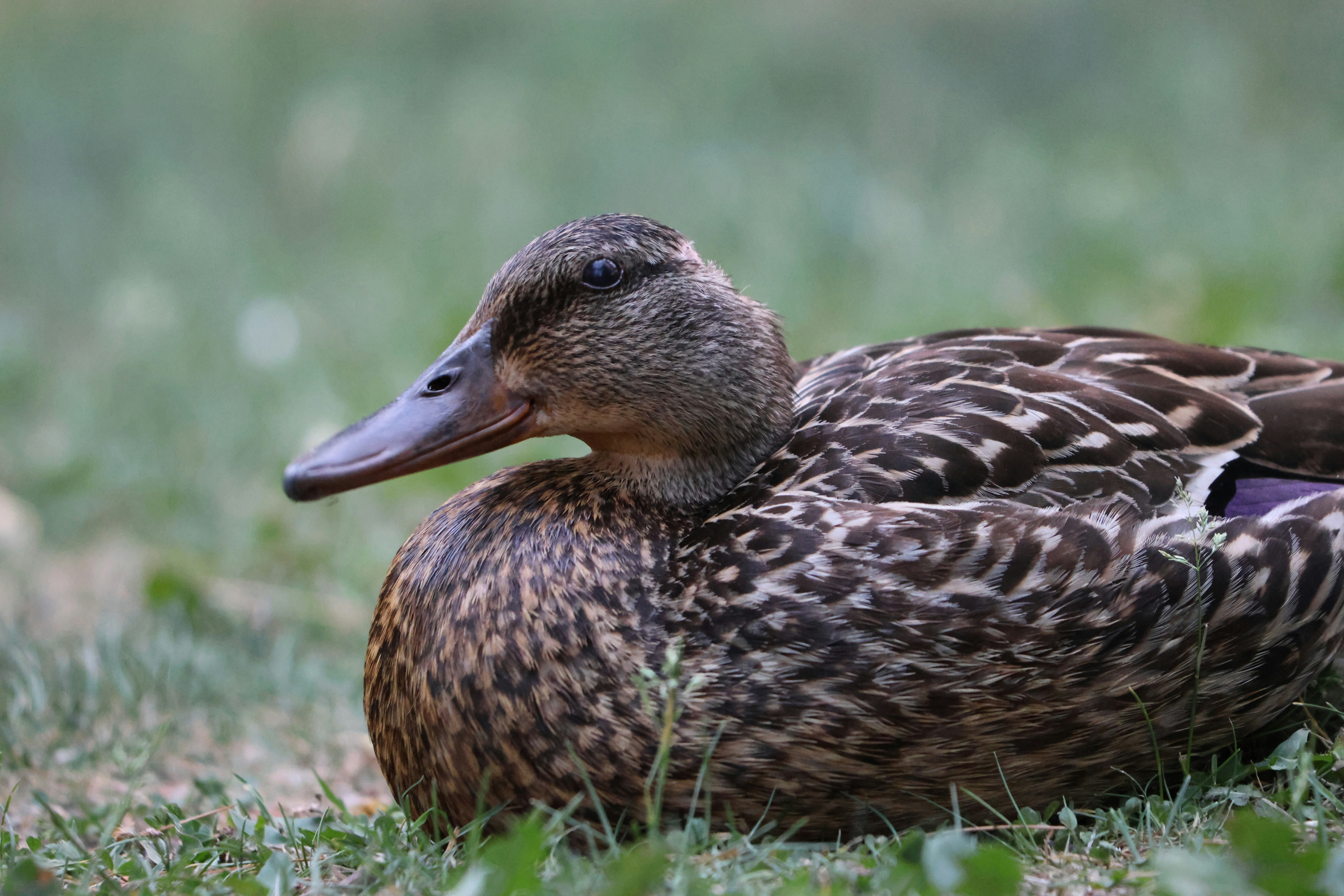 Resting Mallard: Quiet Focus on the Feathered Texture