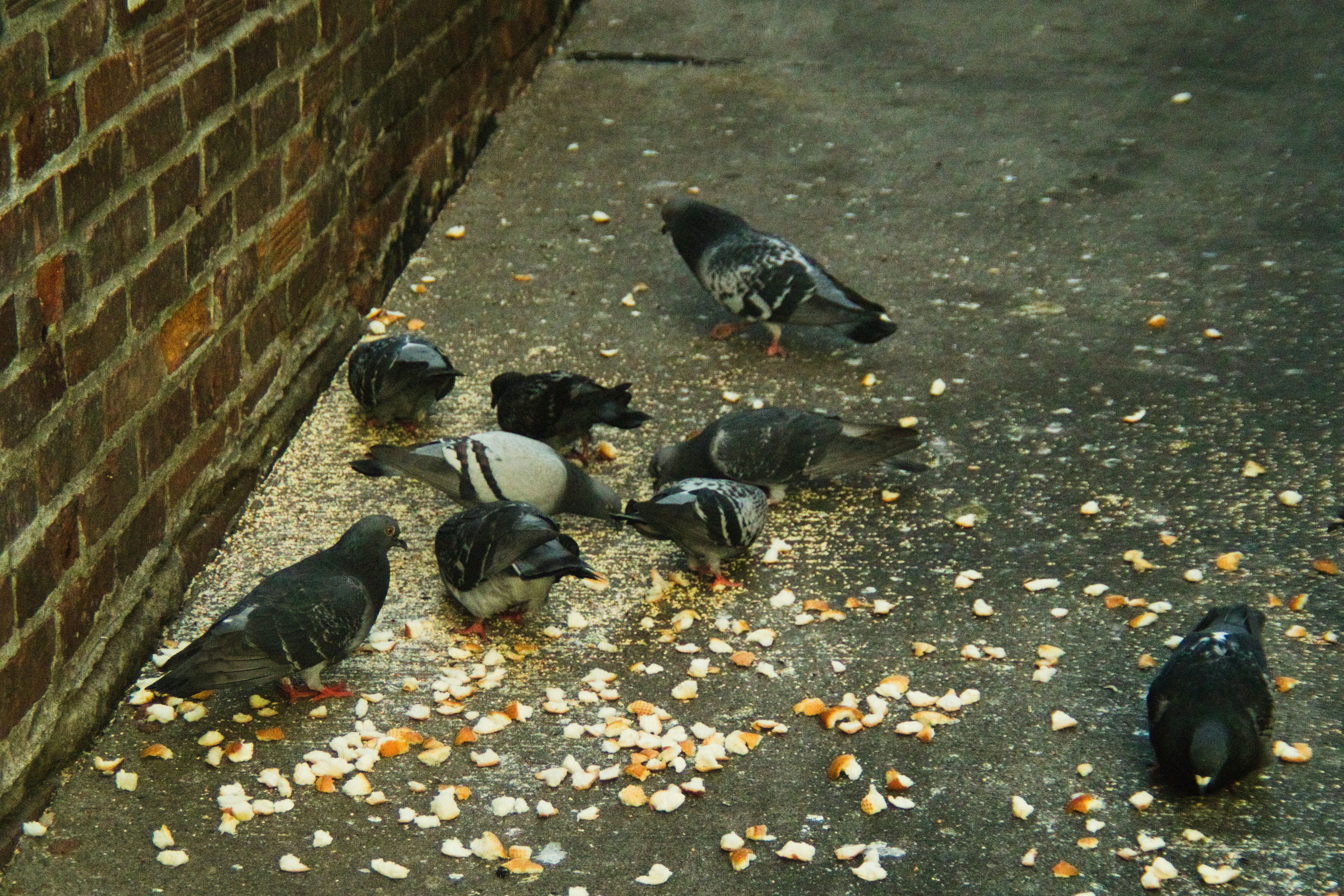 Pigeons at the Amber-Cawed Alley