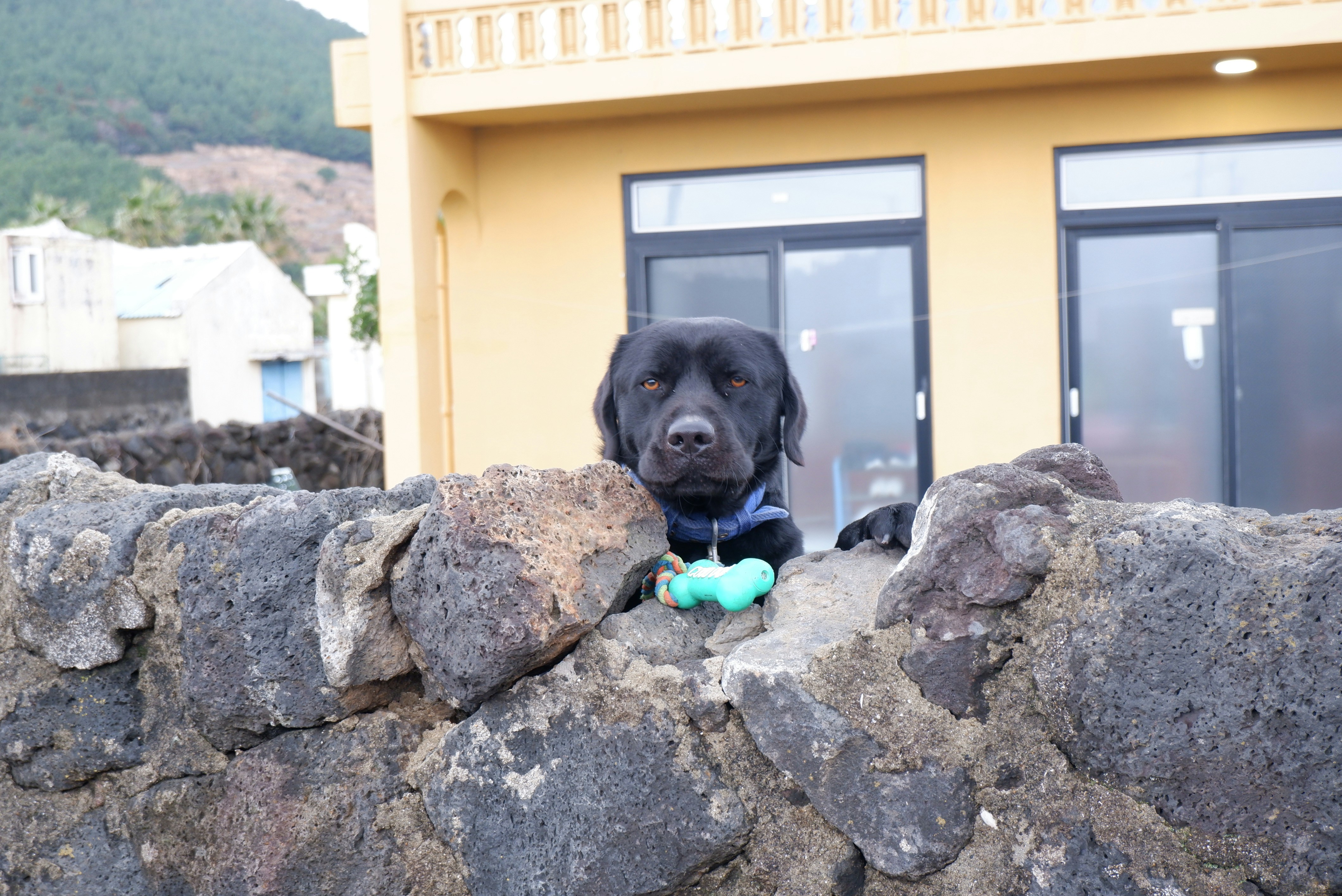 Midway Sentinel: Black Lab Emerges Over the Stone Barrier