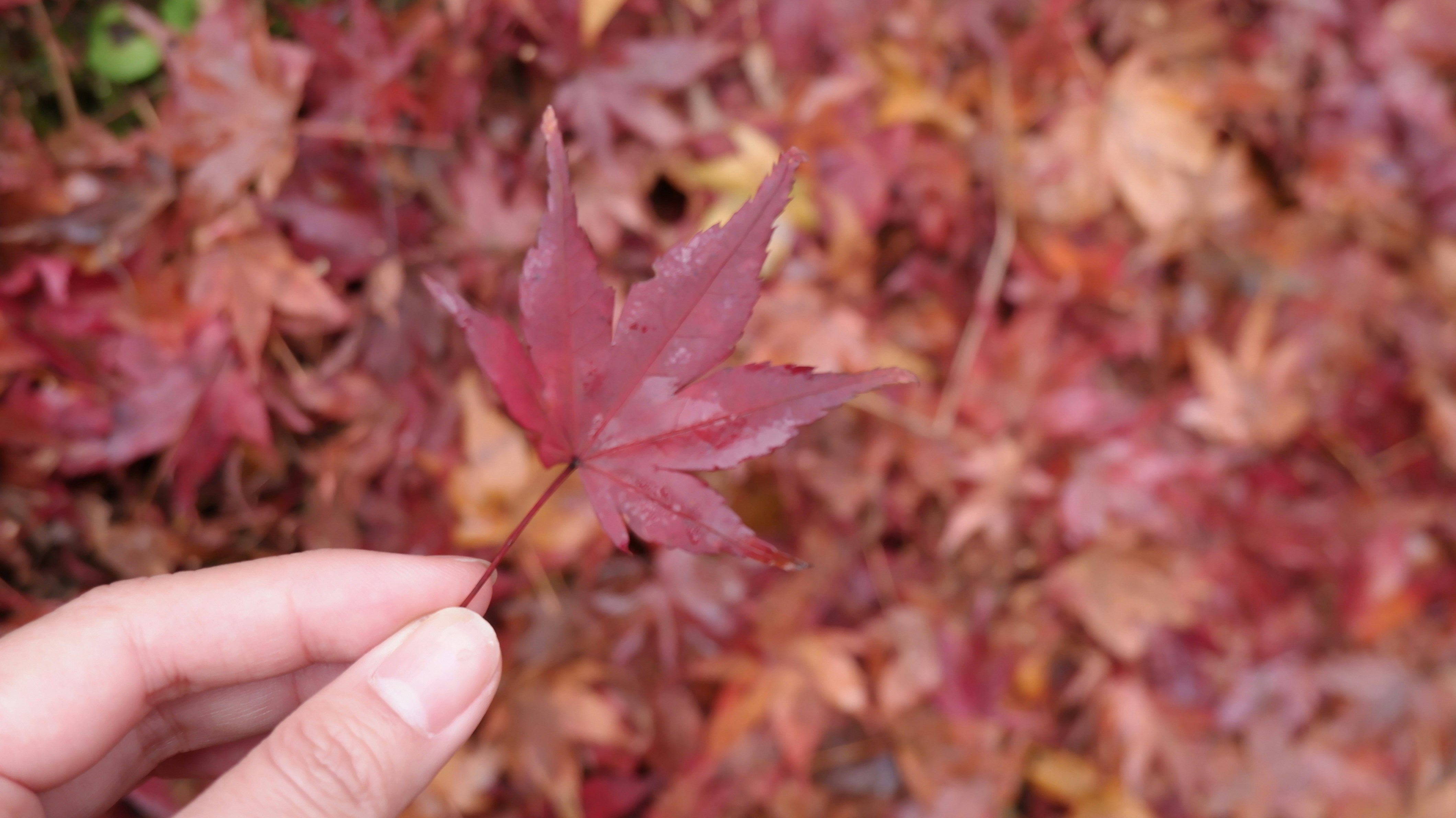Red Leaf in Focus: A Gentle Hand Holds Autumn’s Emblem
